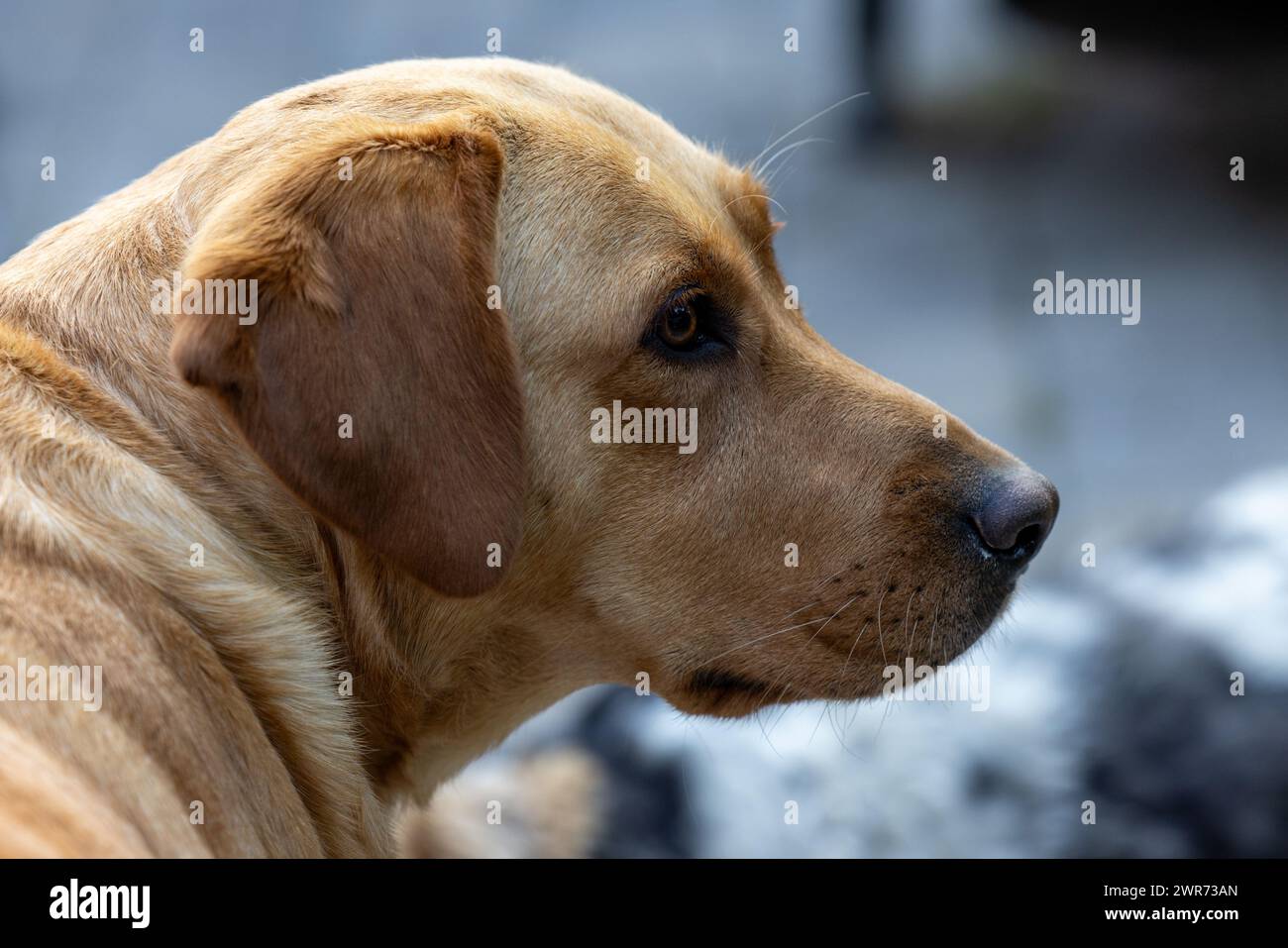 Side profile provides hi-res stock photography and images - Alamy