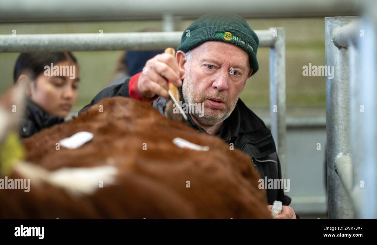 Farmer brushing up a Hereford cow at a cow sale, Lancashire, UK Stock ...