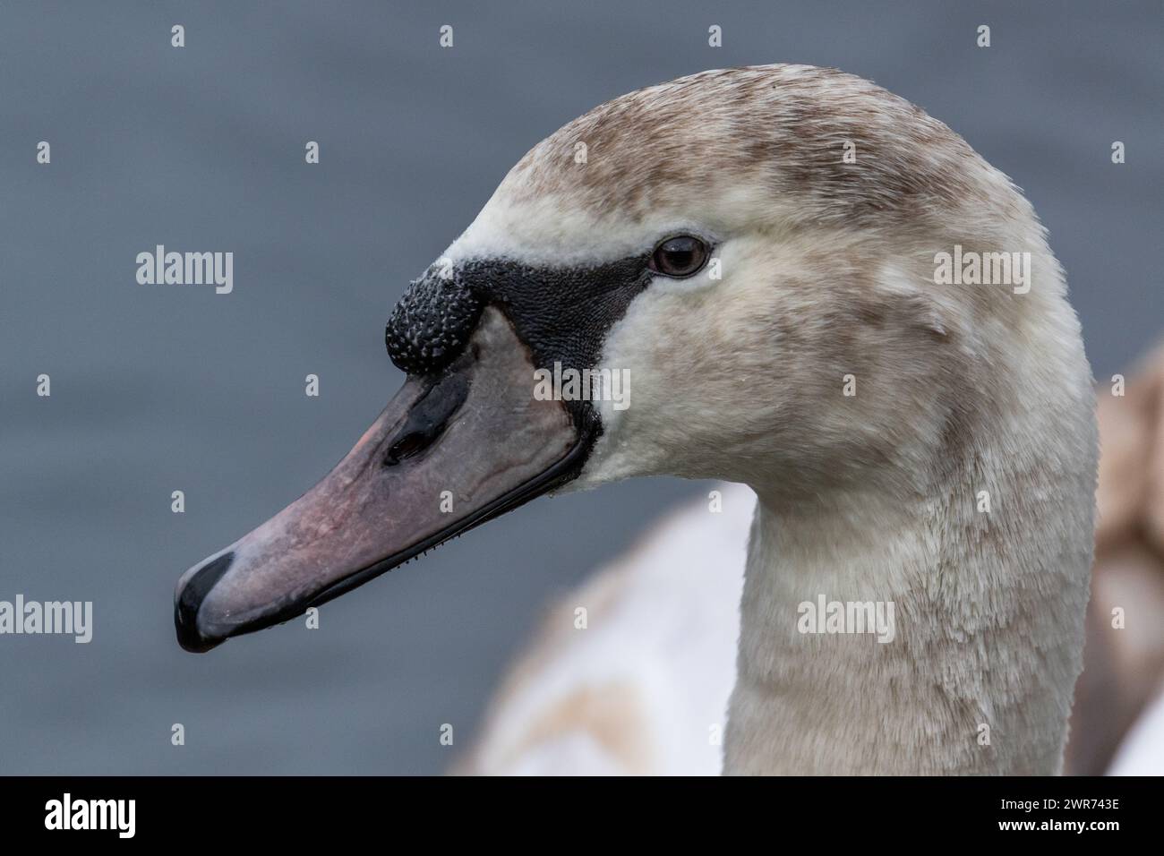 Cygnet colour change hi-res stock photography and images - Alamy