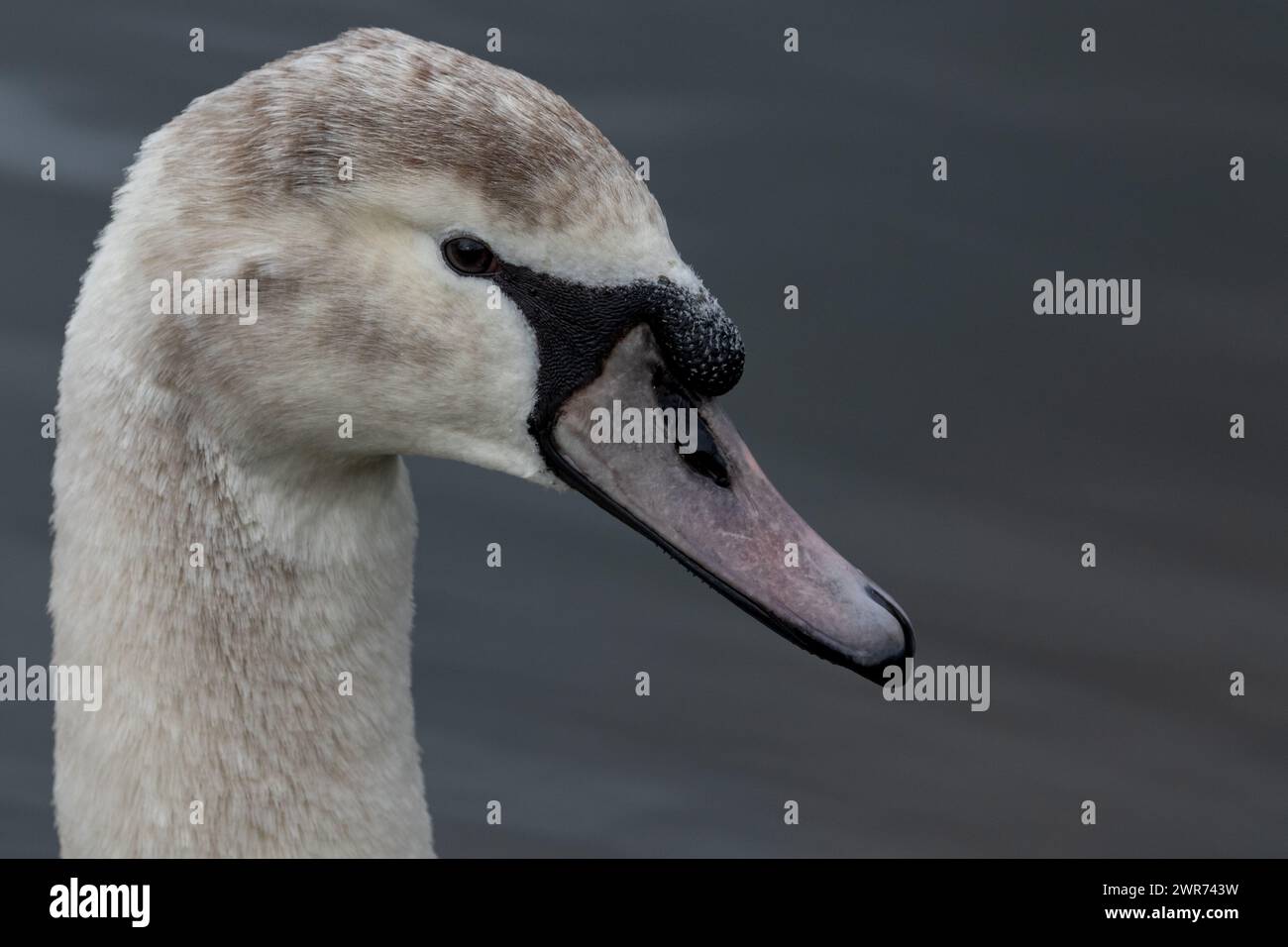 Cygnet colour change hi-res stock photography and images - Alamy