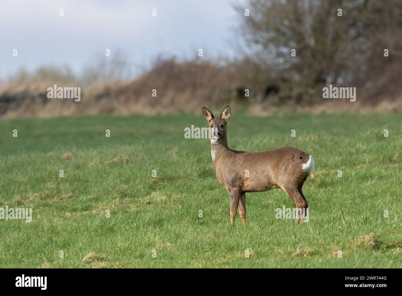 A single female roe deer (doe) UK in a field in Yorkshire Stock Photo ...