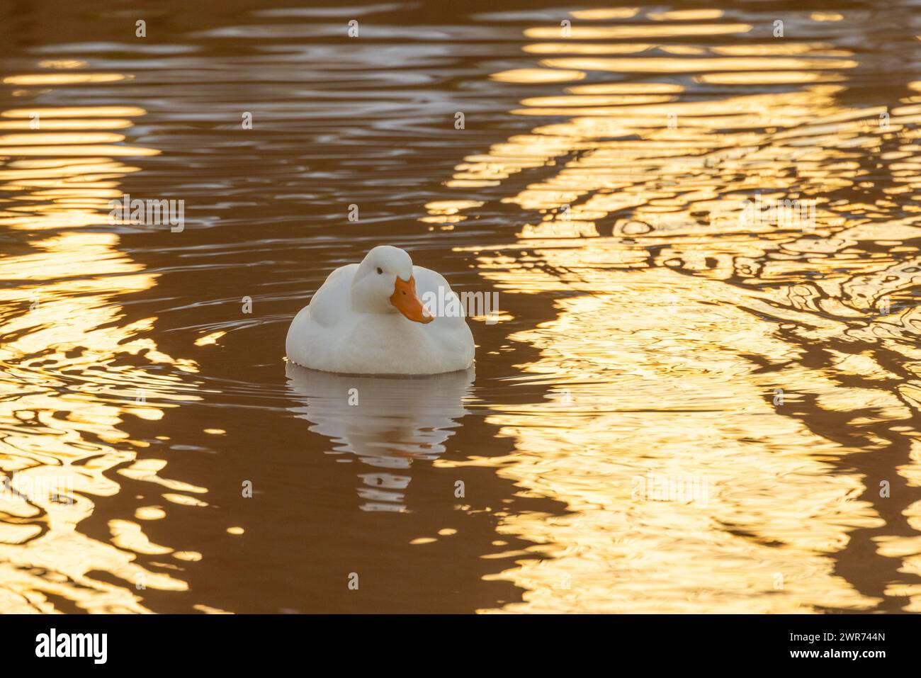 A solitary white duck with a distinctive orange bill floats peacefully ...
