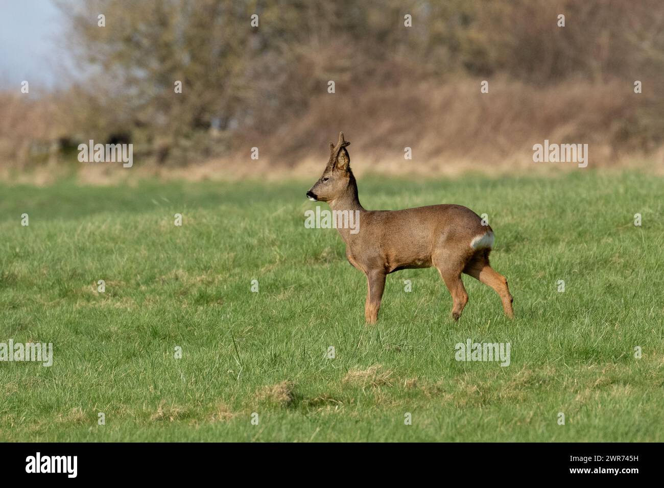 Male roe deer hi-res stock photography and images - Alamy