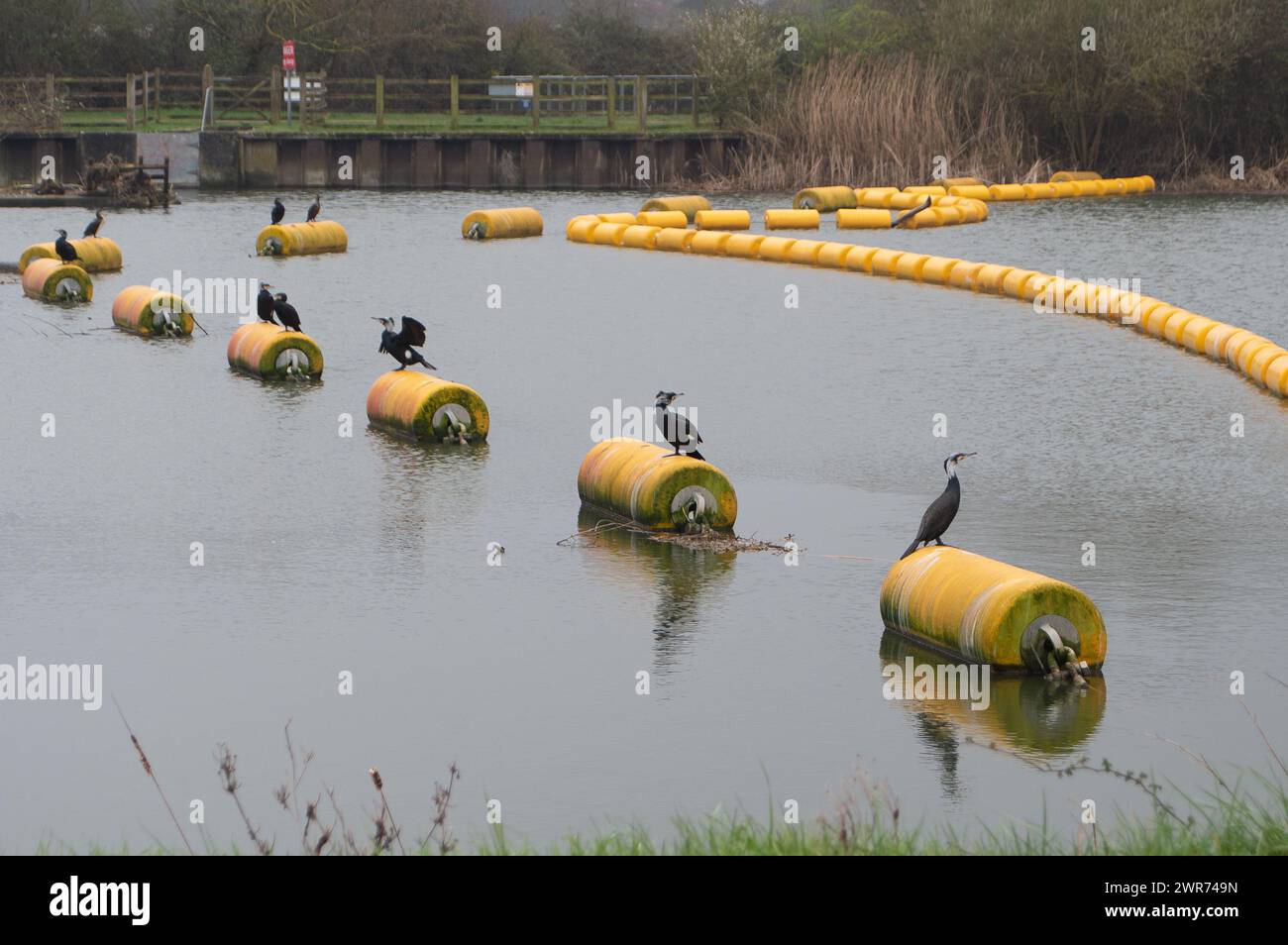 Rivers perch hi-res stock photography and images - Alamy