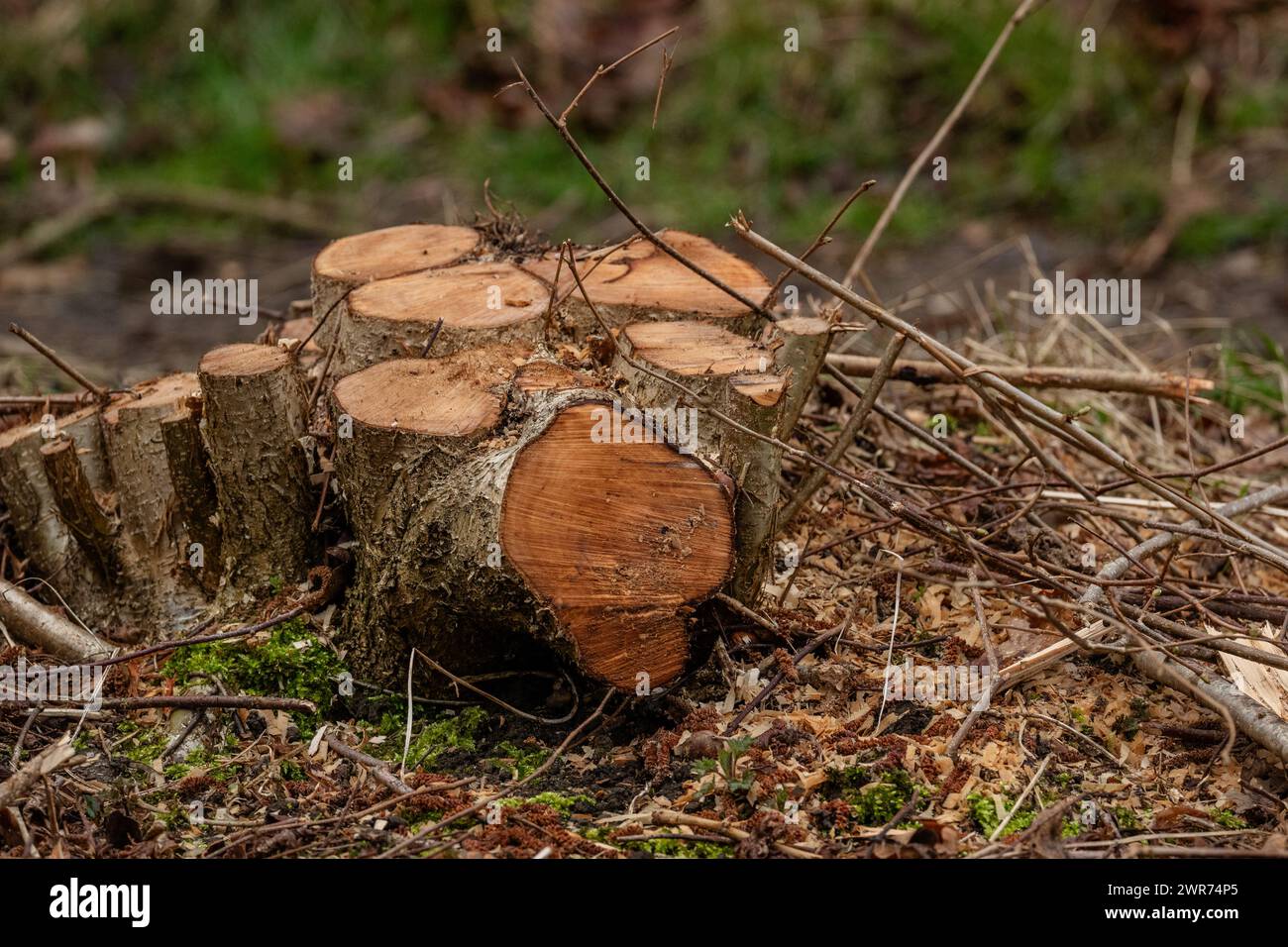 Coppicing hi-res stock photography and images - Alamy