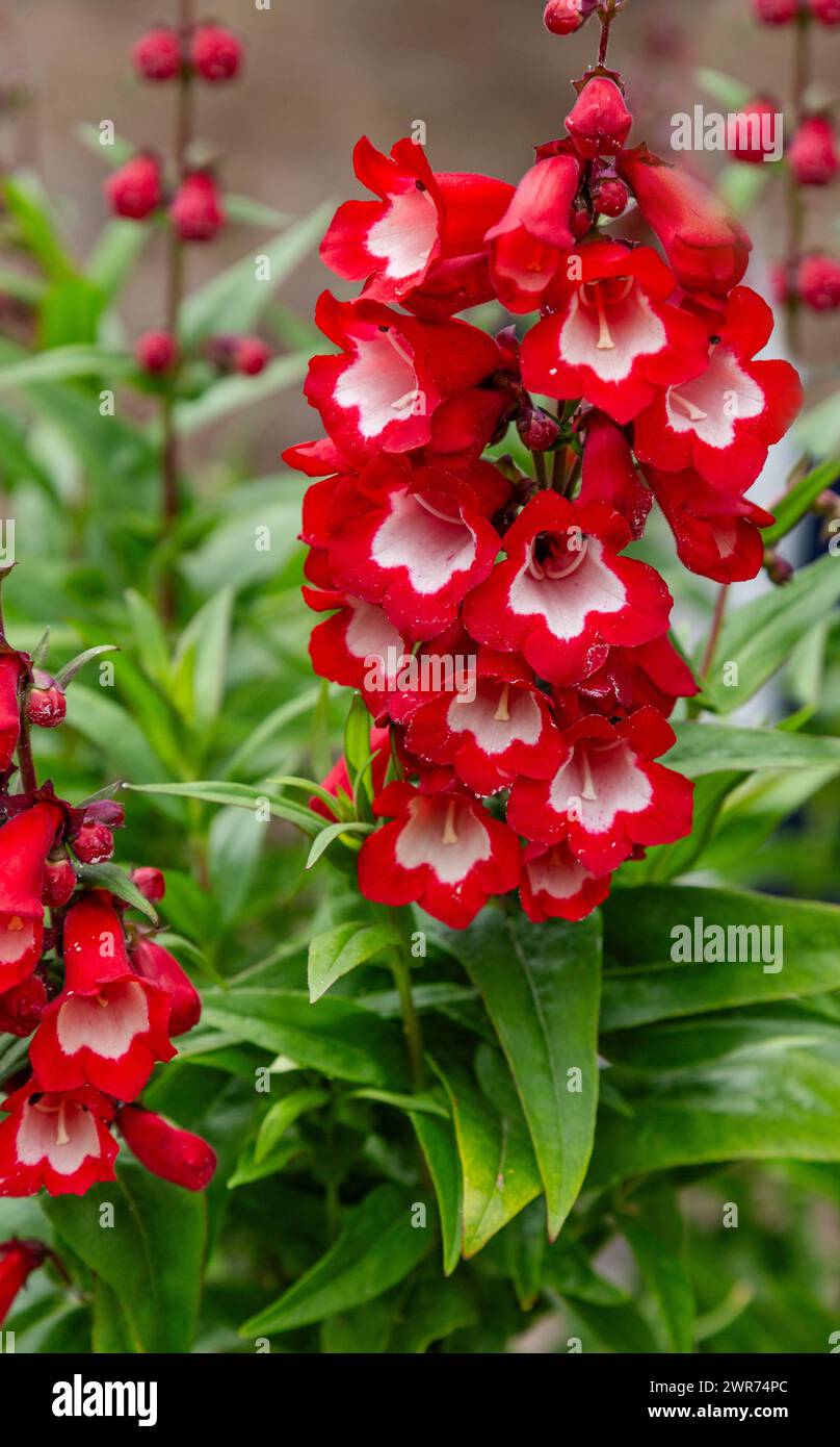 Penstemon 'Phoenix Red' flowers. These red and white flowers are semi ...