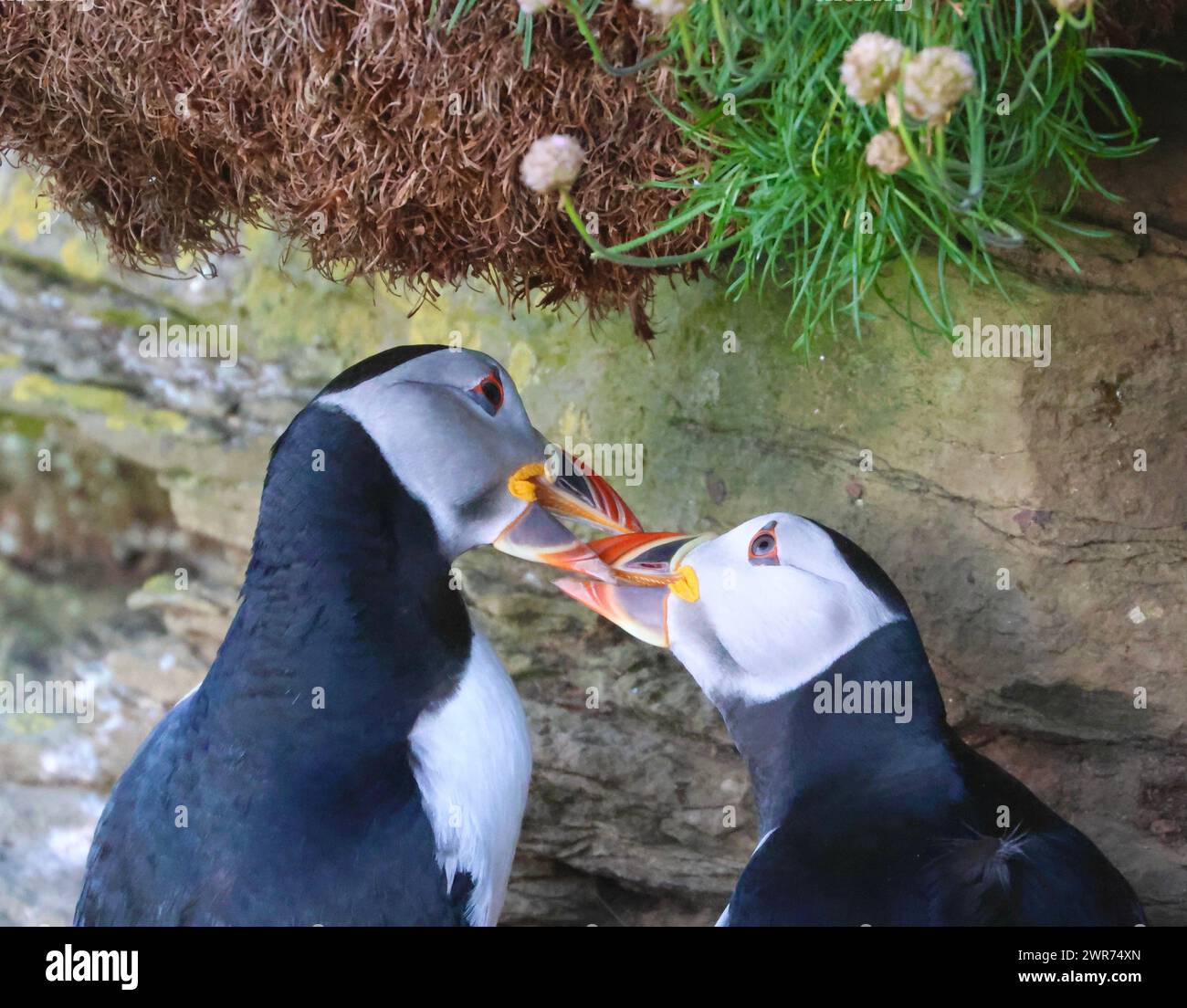 Puffins orkney hi-res stock photography and images - Alamy
