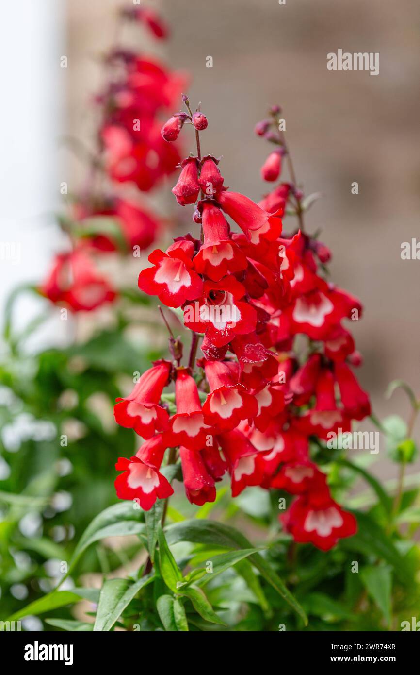 Penstemon phoenix red hi-res stock photography and images - Alamy