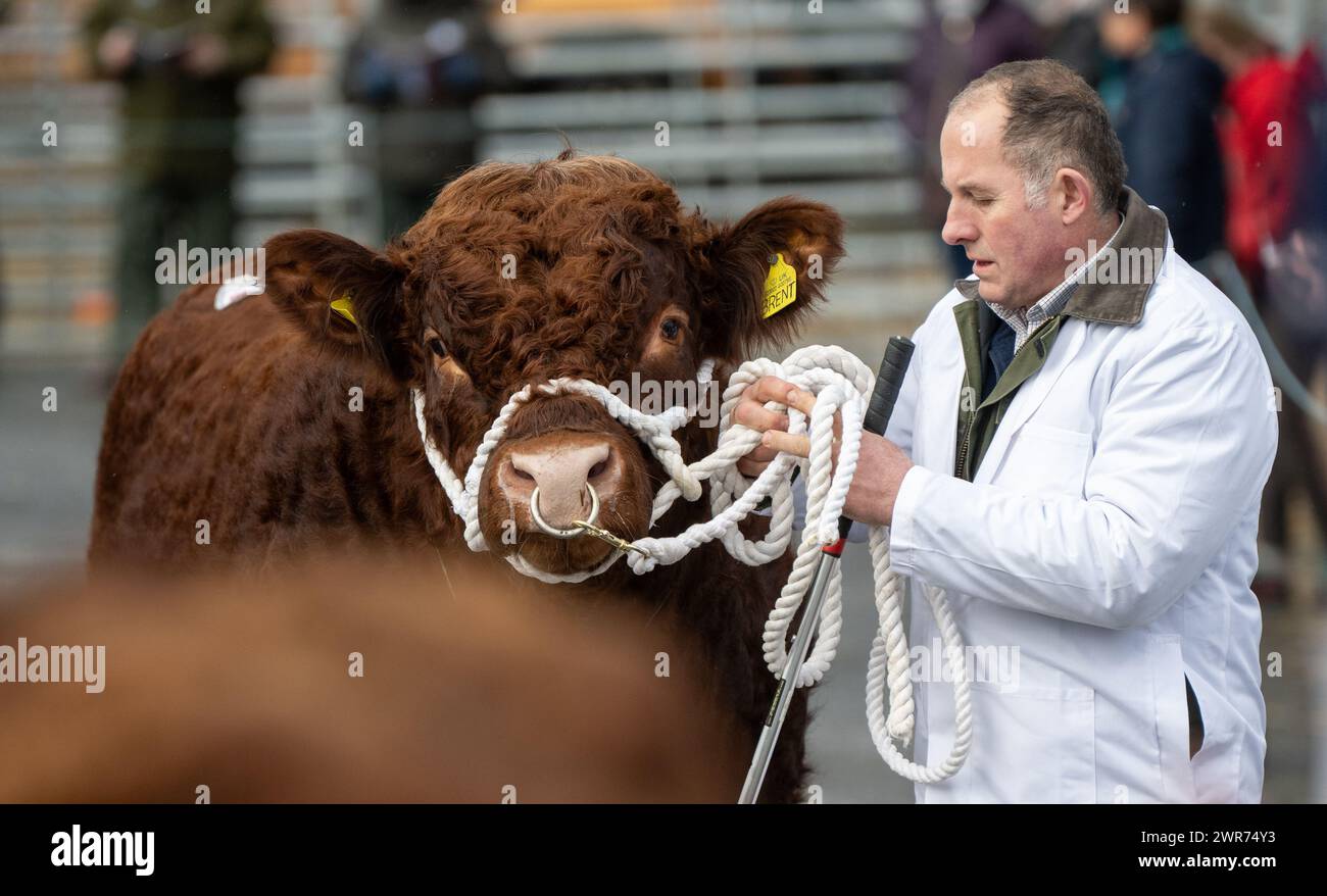 Sale of pedigree Luing cattle at Castle Douglas, spring 2024 Stock ...