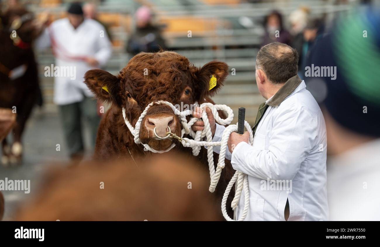 Sale of pedigree Luing cattle at Castle Douglas, spring 2024 Stock ...