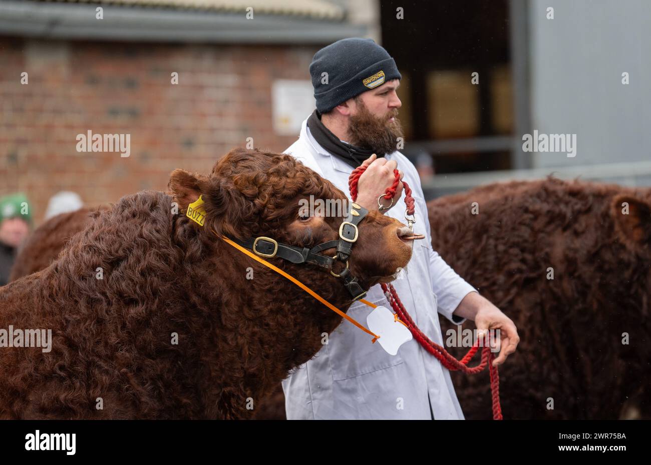 Sale of pedigree Luing cattle at Castle Douglas, spring 2024 Stock ...