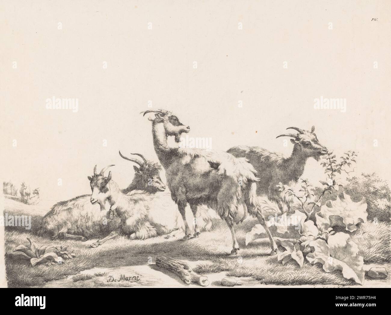 Four goats in a landscape, Studies of goats (series title), Cours ...