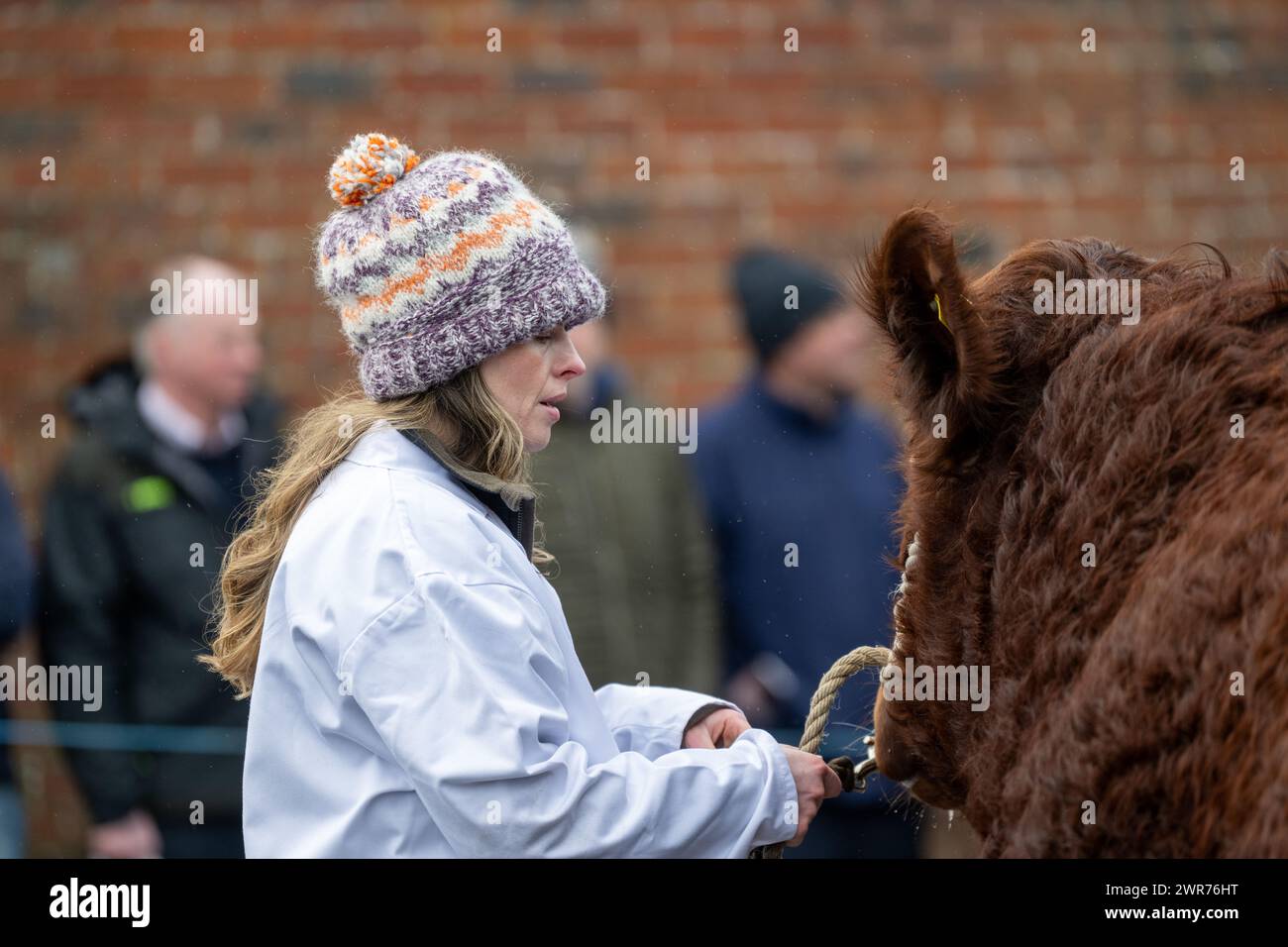 Sale of pedigree Luing cattle at Castle Douglas, spring 2024 Stock ...