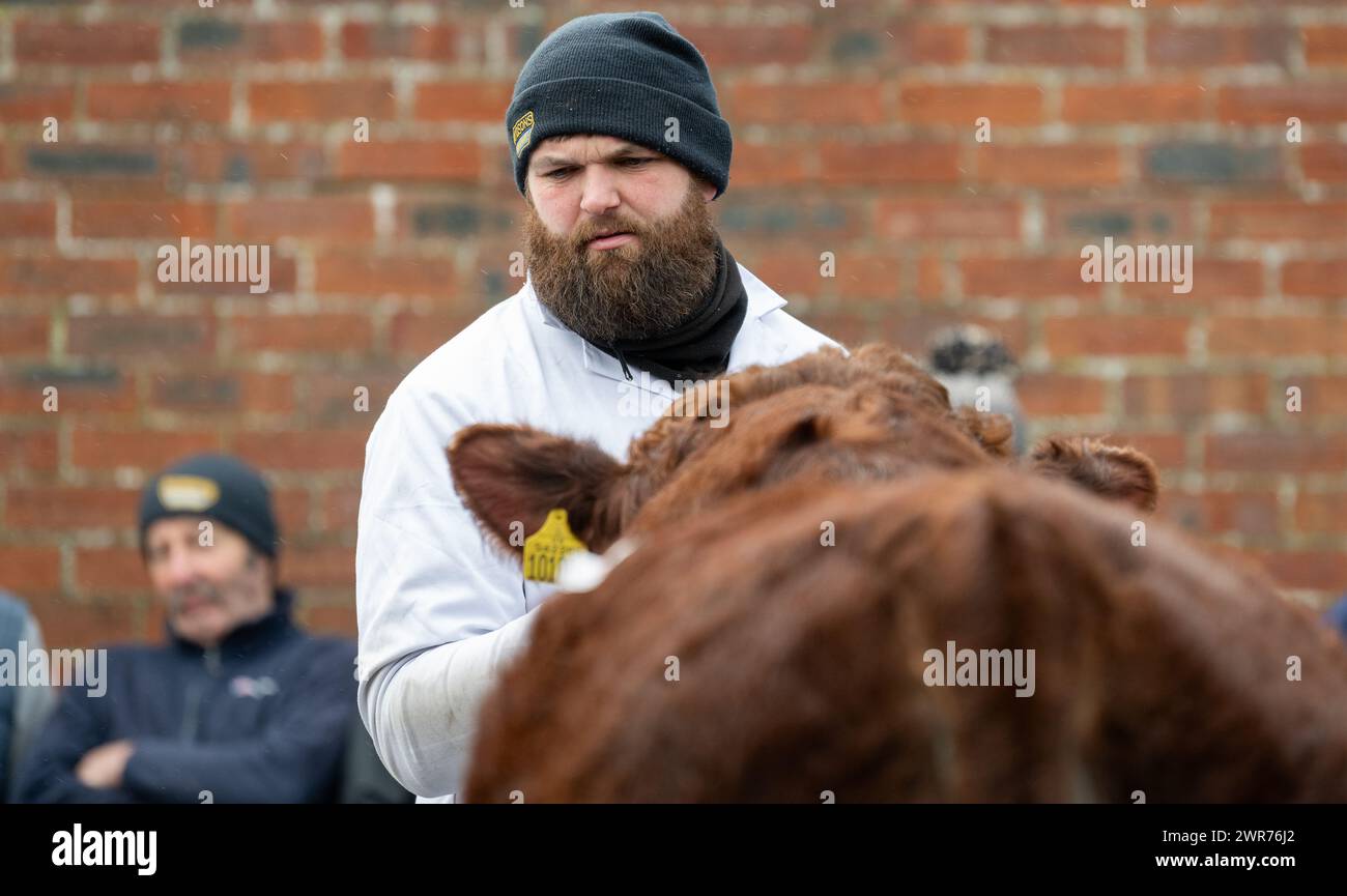 Sale of pedigree Luing cattle at Castle Douglas, spring 2024 Stock ...