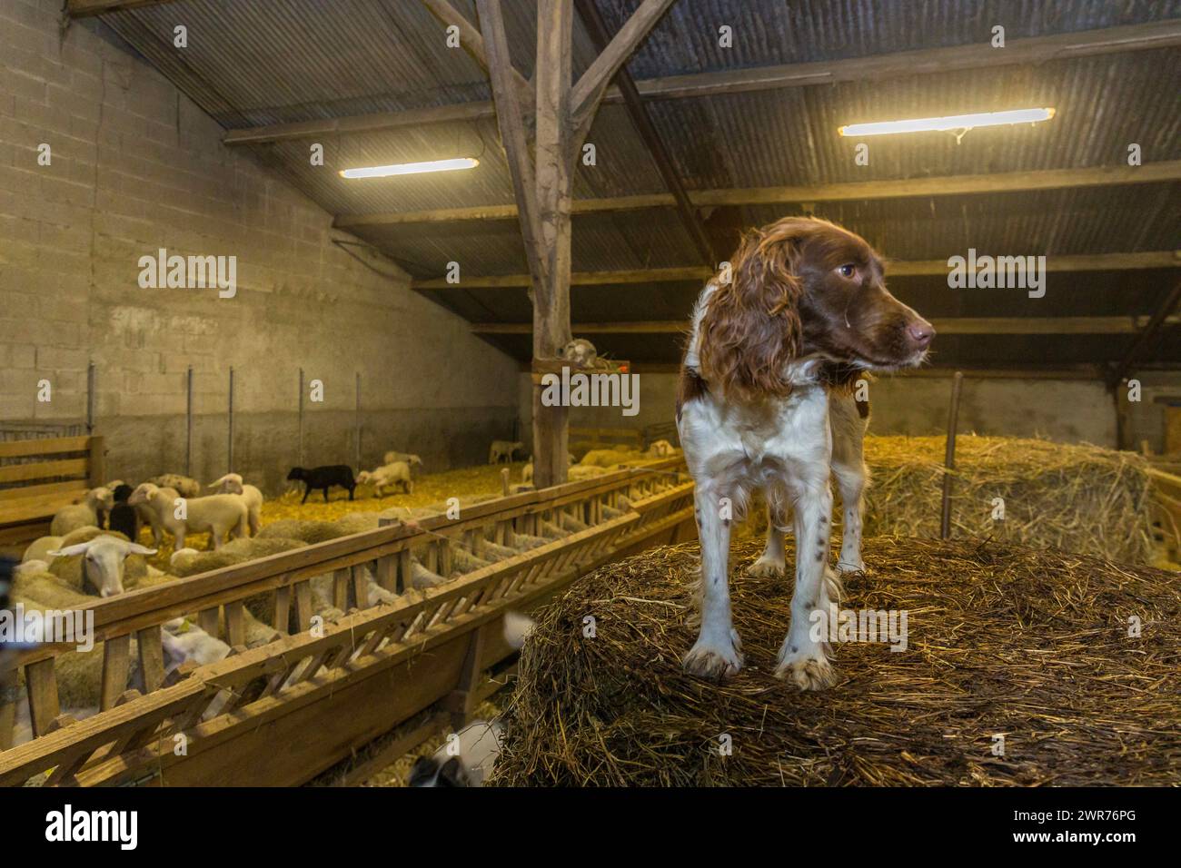France, Indre-et-Loire, Loire Valley listed as a UNESCO world heritage ...