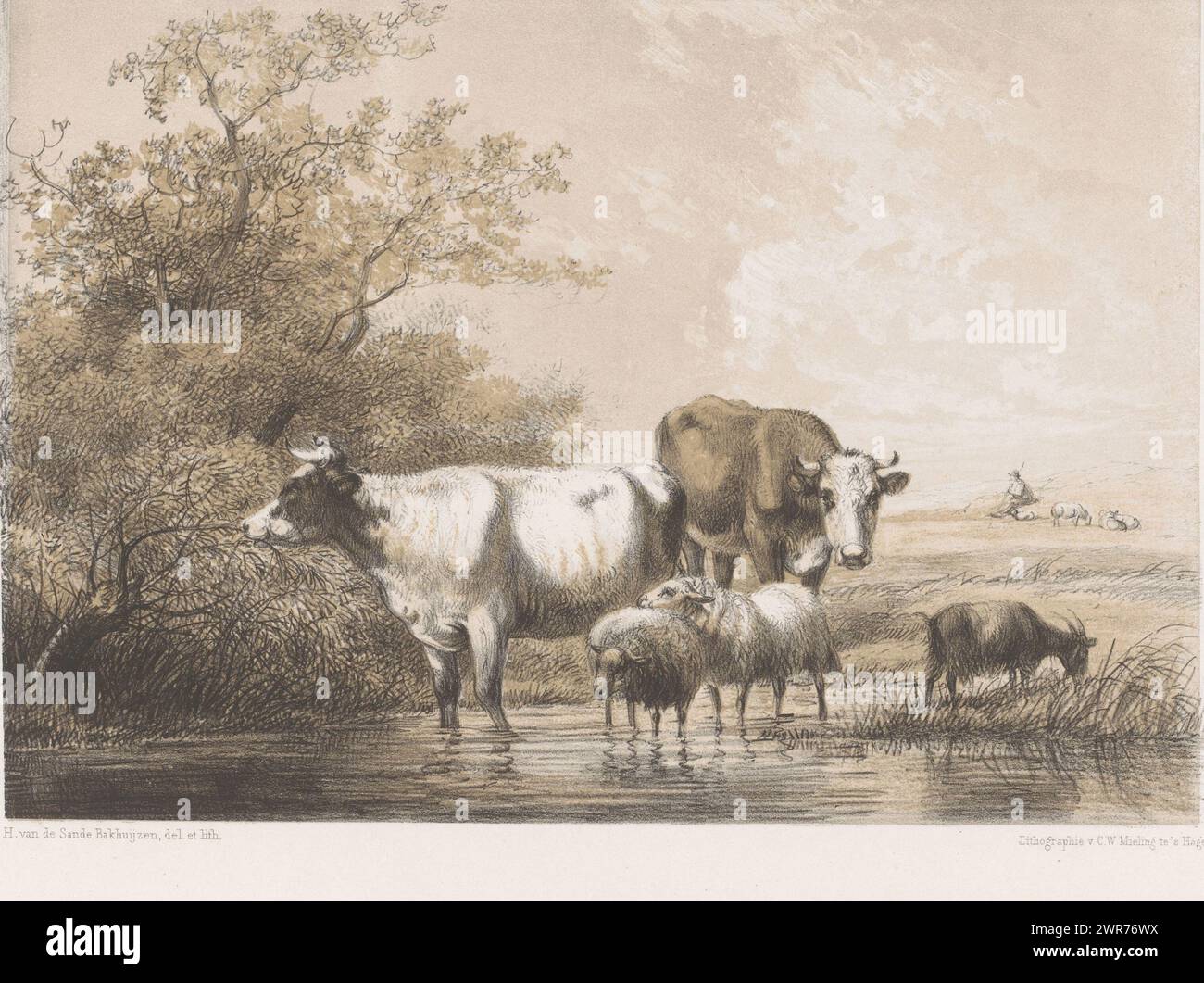 Background left standing sheep hi-res stock photography and images - Alamy