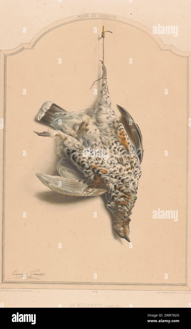 Dead female hazel grouse hi-res stock photography and images - Alamy