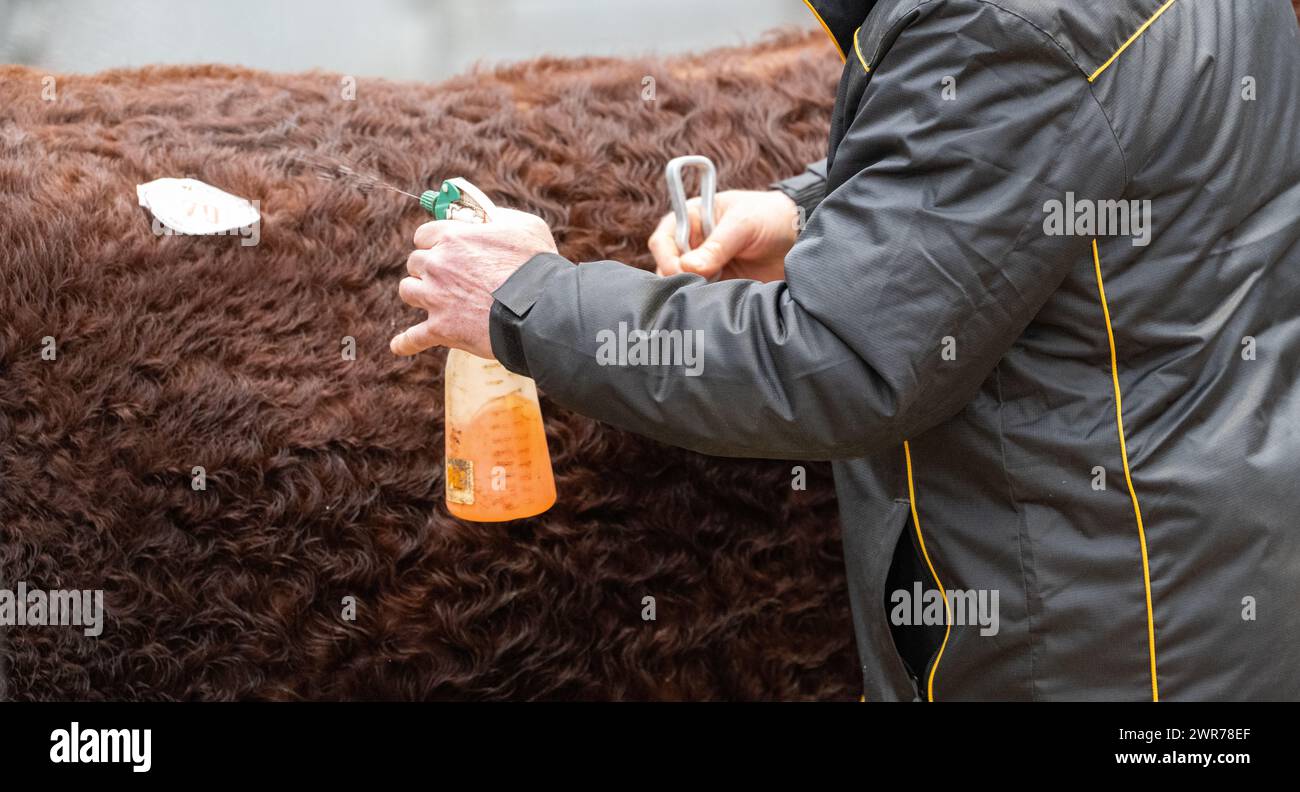 Sale of pedigree Luing cattle at Castle Douglas, spring 2024 Stock ...