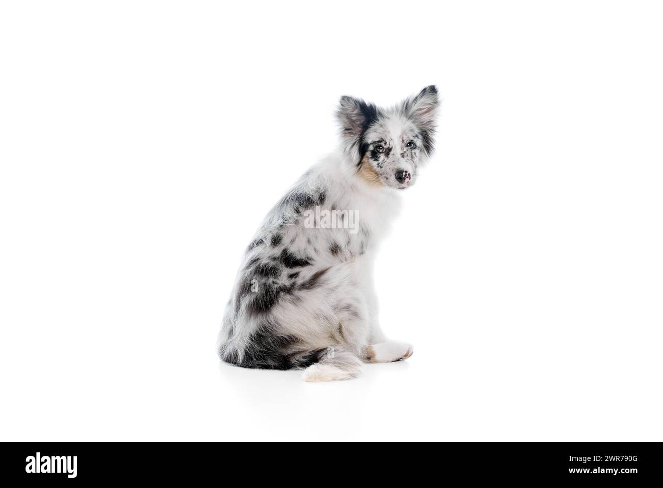 Cute, fluffy black and white Australian Shepherd dog with perked ears ...