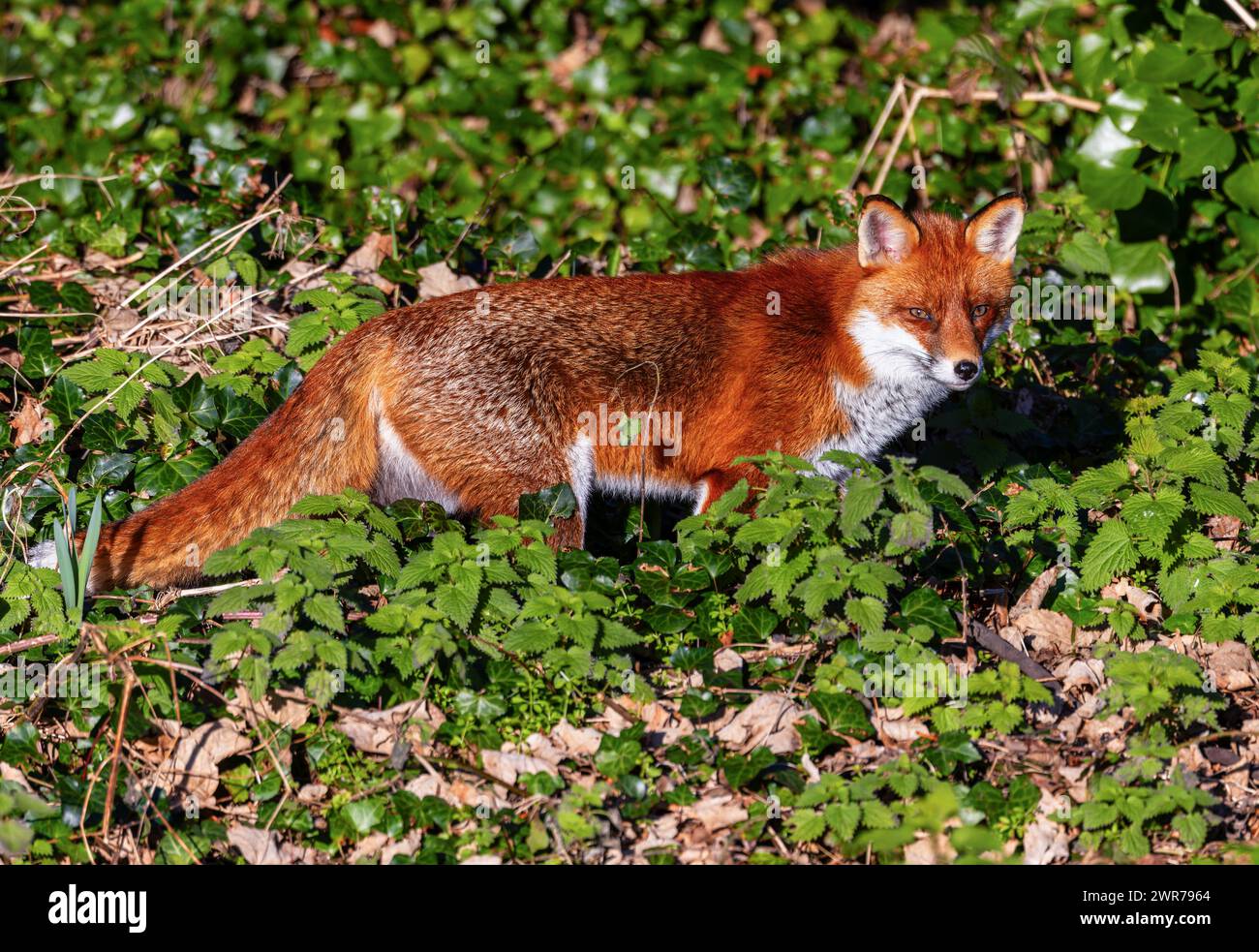 Red fox "Vulpes vulpes" full lenght side view showing front face and bushy tail. Wild animal on ...