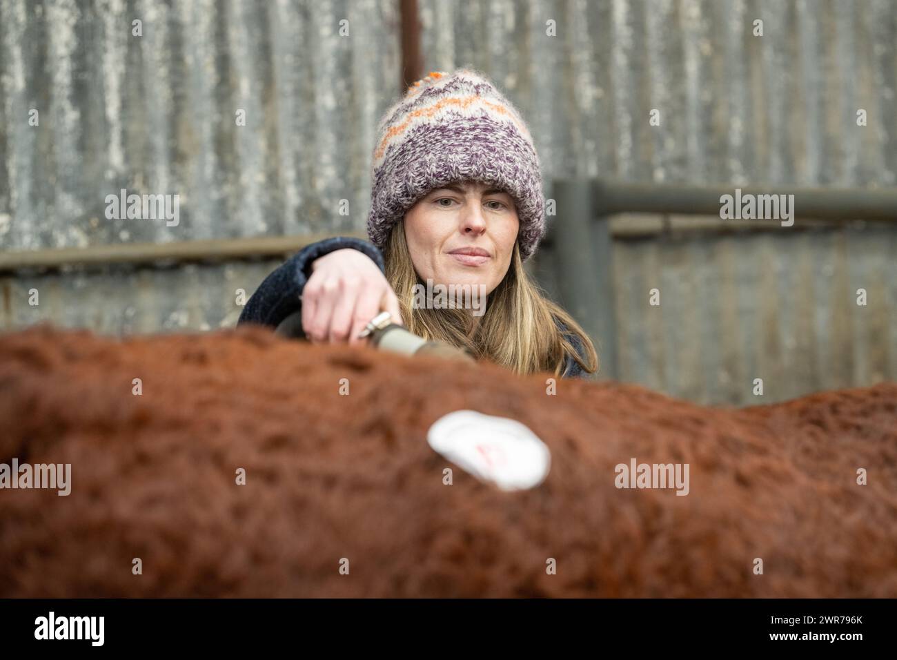 Sale of pedigree Luing cattle at Castle Douglas, spring 2024 Stock ...