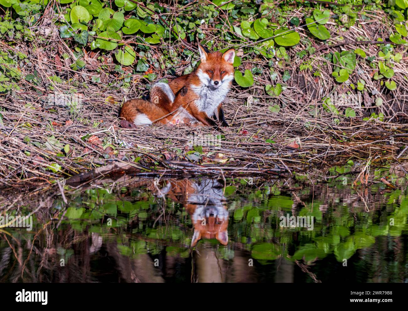Red fox "Vulpes vulpes" on bank of River Dodder with mirror reflection ...