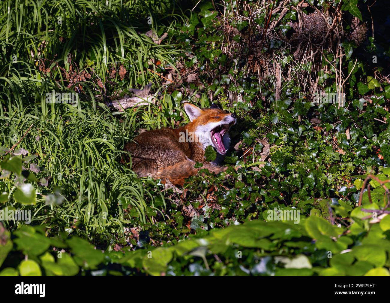 Fox mouth wide open hi-res stock photography and images - Alamy