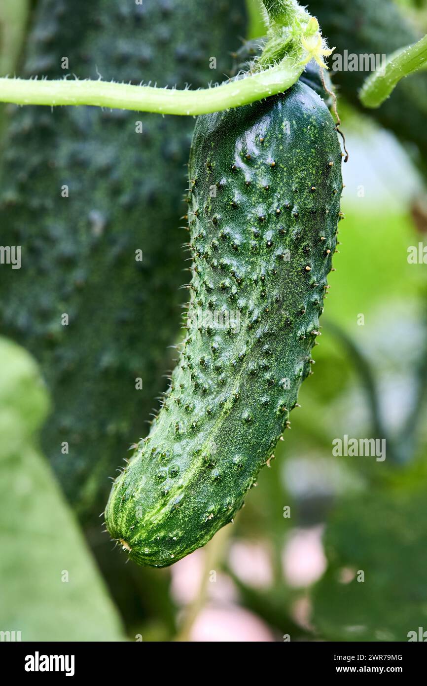 Green fresh cucumber Cucumis sativus family Cucurbitaceae hang on ...
