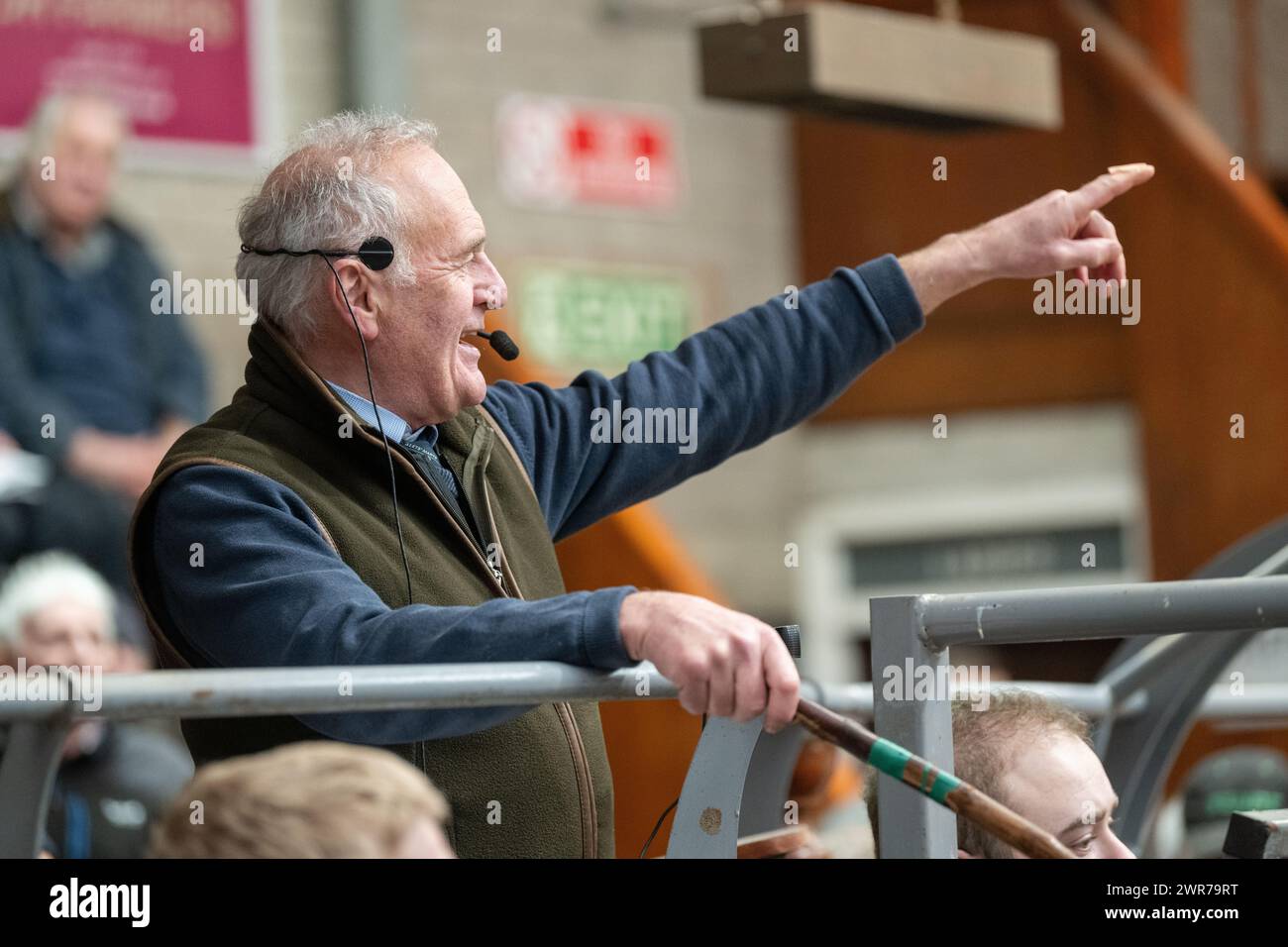 Sale of pedigree Luing cattle at Castle Douglas, spring 2024 Stock ...
