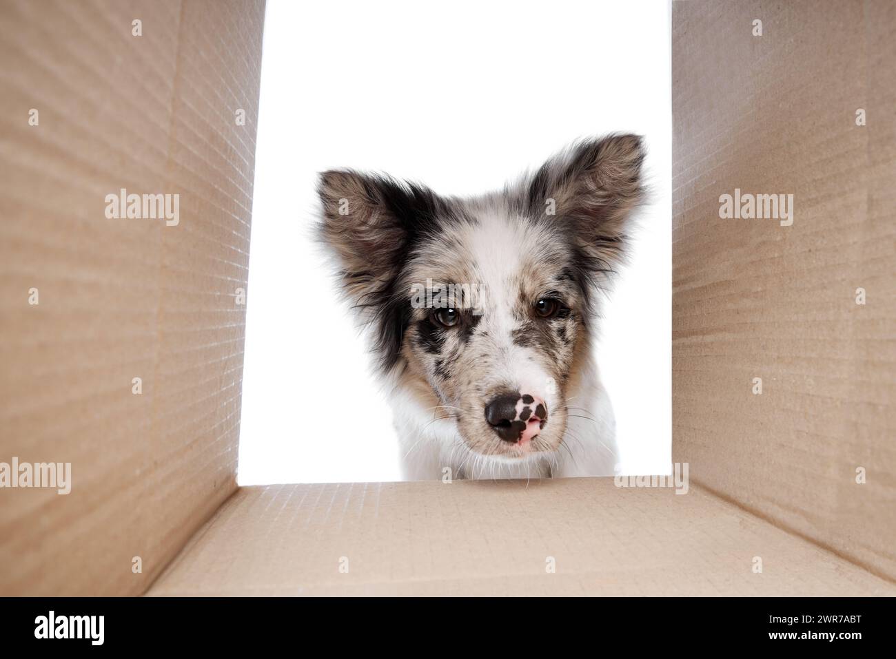 Playful, cute, purebred Australian Shepherd dog with marble fur inside ...
