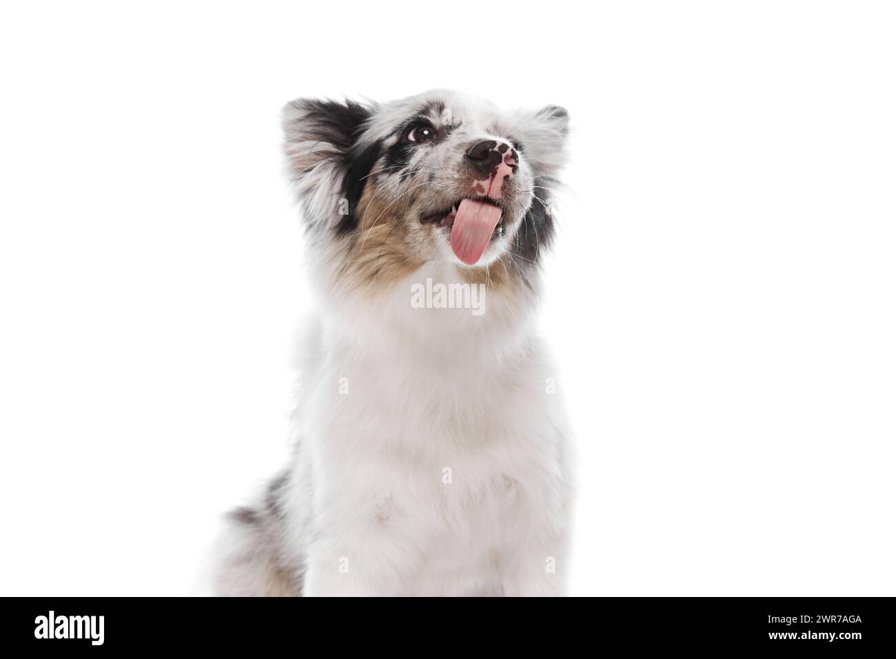 Portrait of fluffy, purebred Border Collie puppy with playful ...