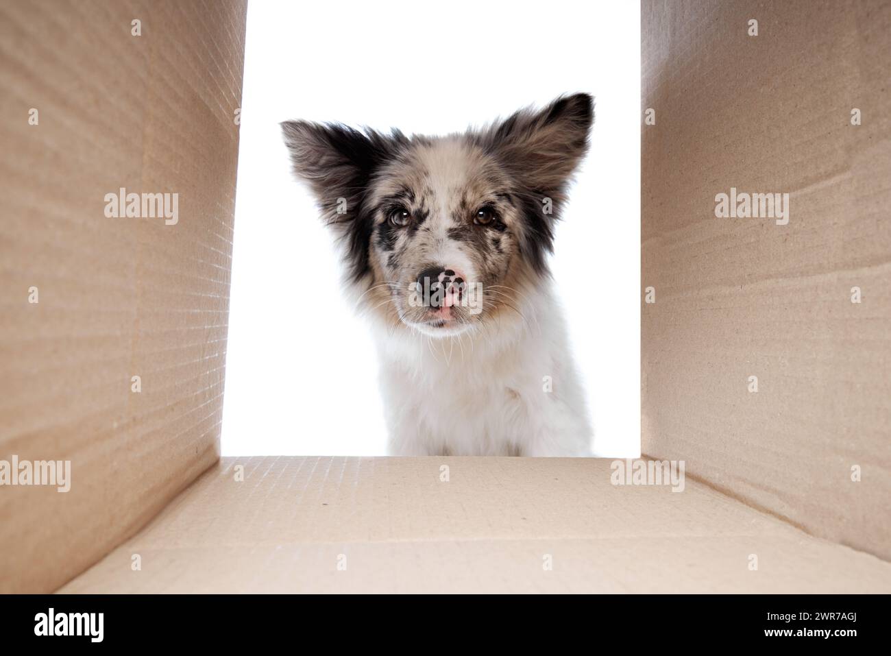 Portrait of curious Border Collie puppy with marbled fur peeks out from ...
