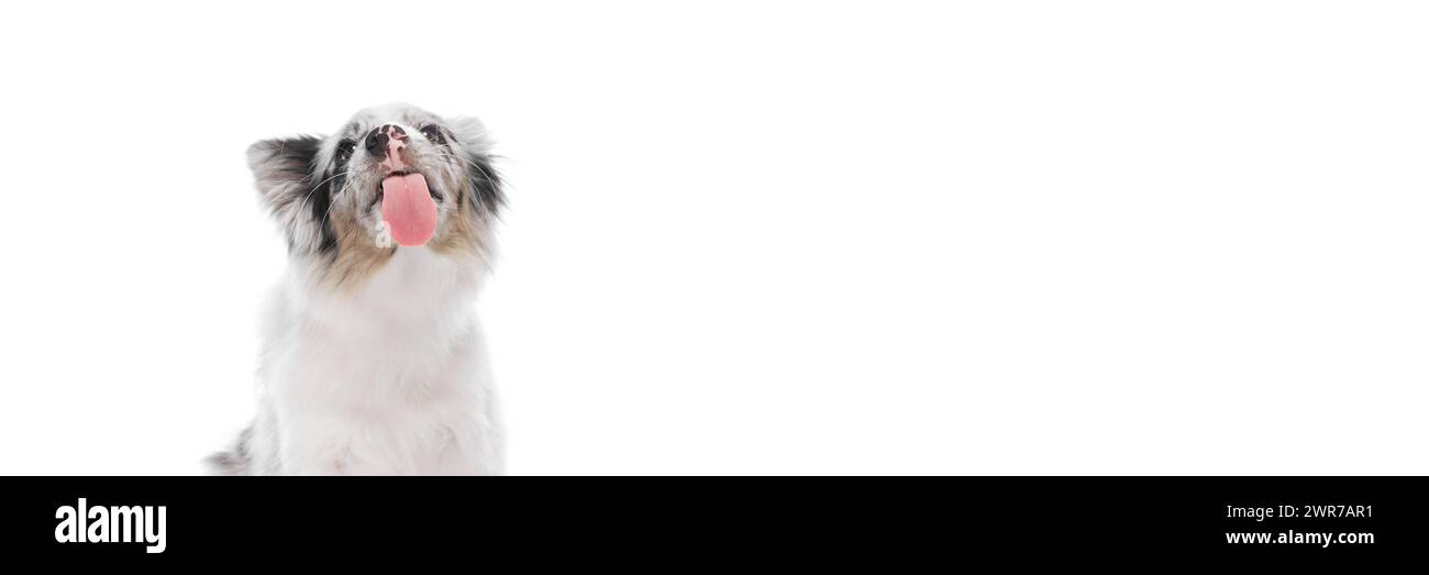 Banner. Border Collie puppy with marble fur with tongue sticking out ...