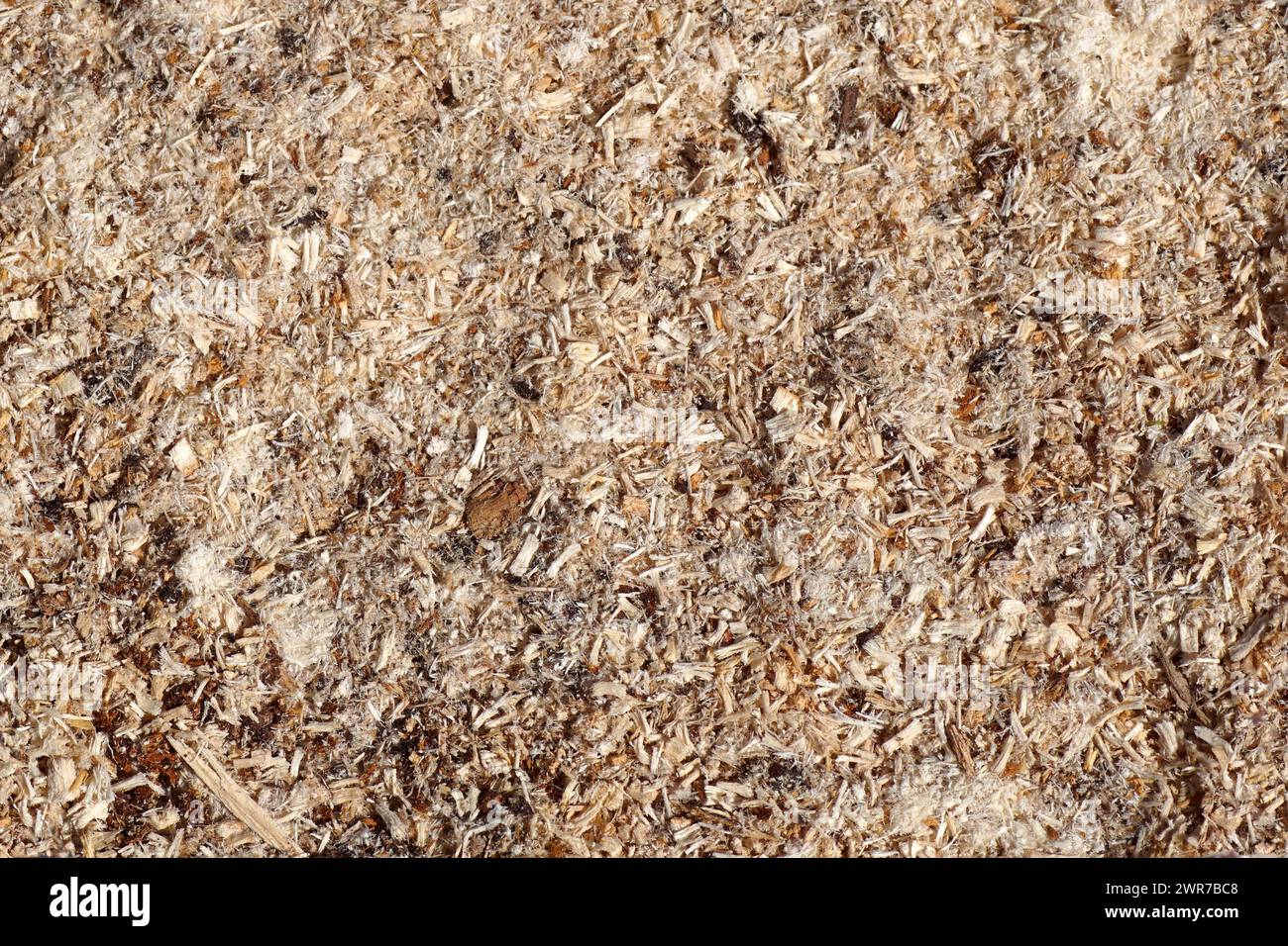 Sawdust or wood dust texture background. Wooddust of horse chestnut ...