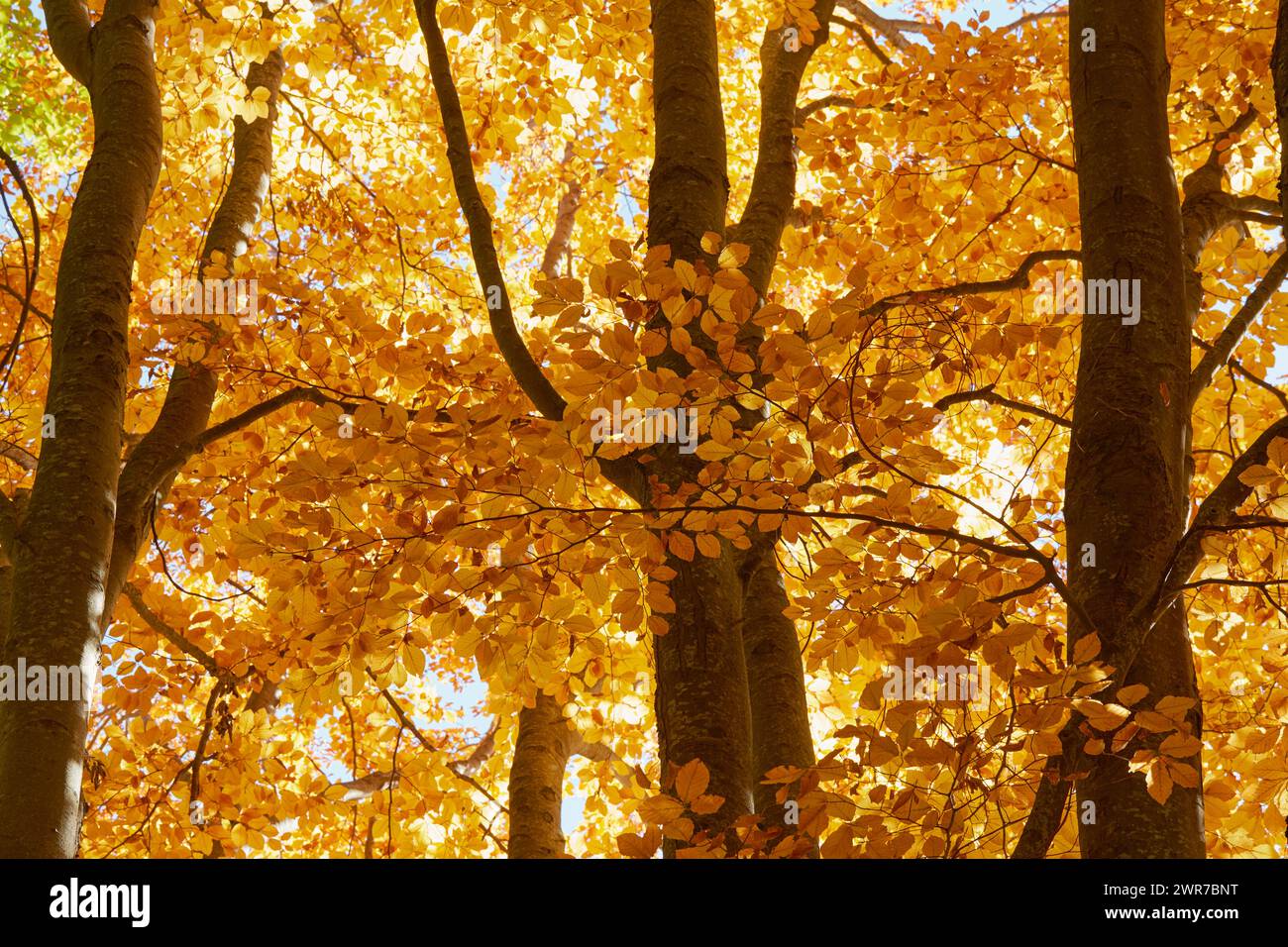 Beech trees with autumn colors.Autumn in the mountain Stock Photo - Alamy