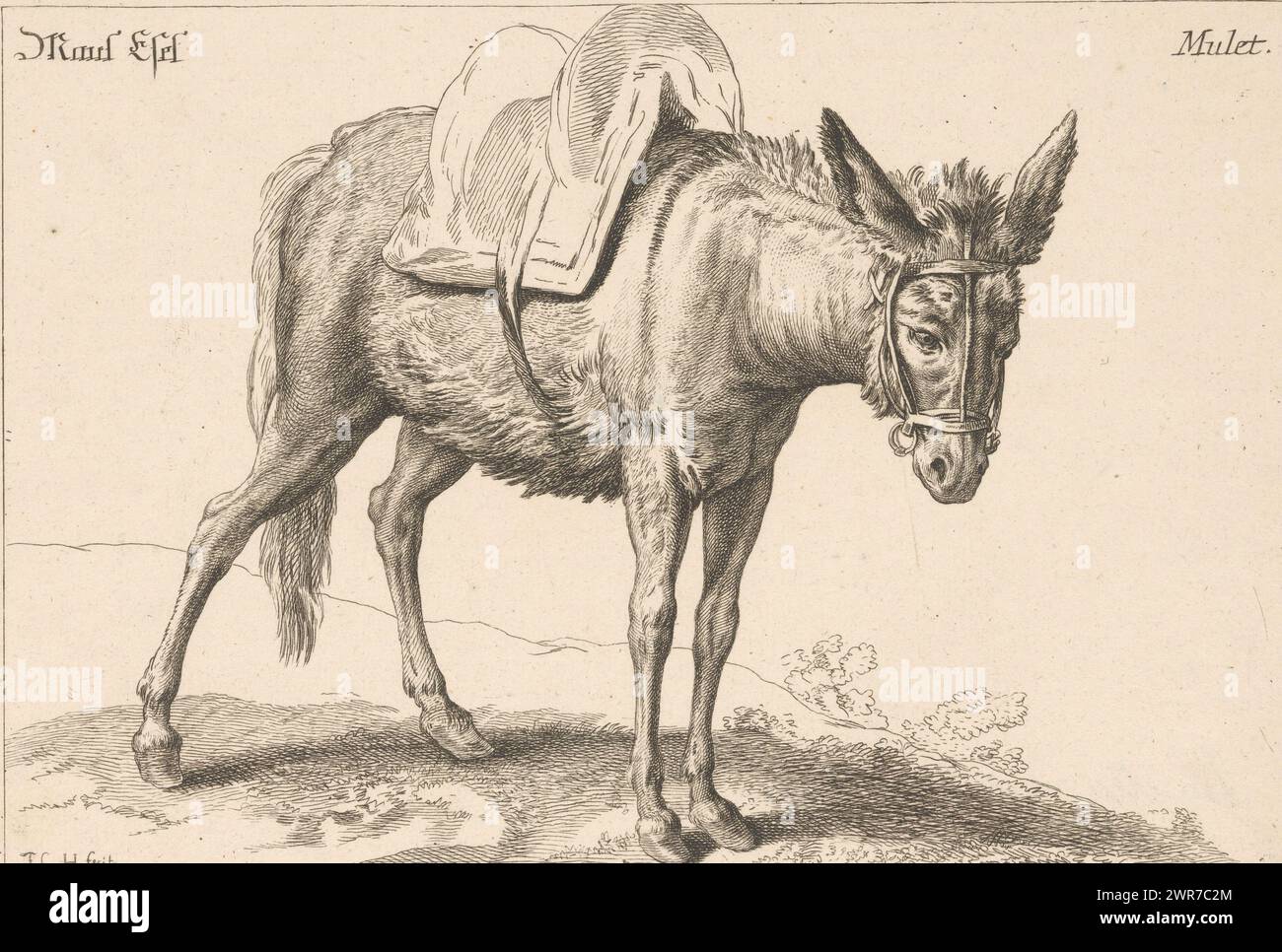 1 esel hi-res stock photography and images - Alamy