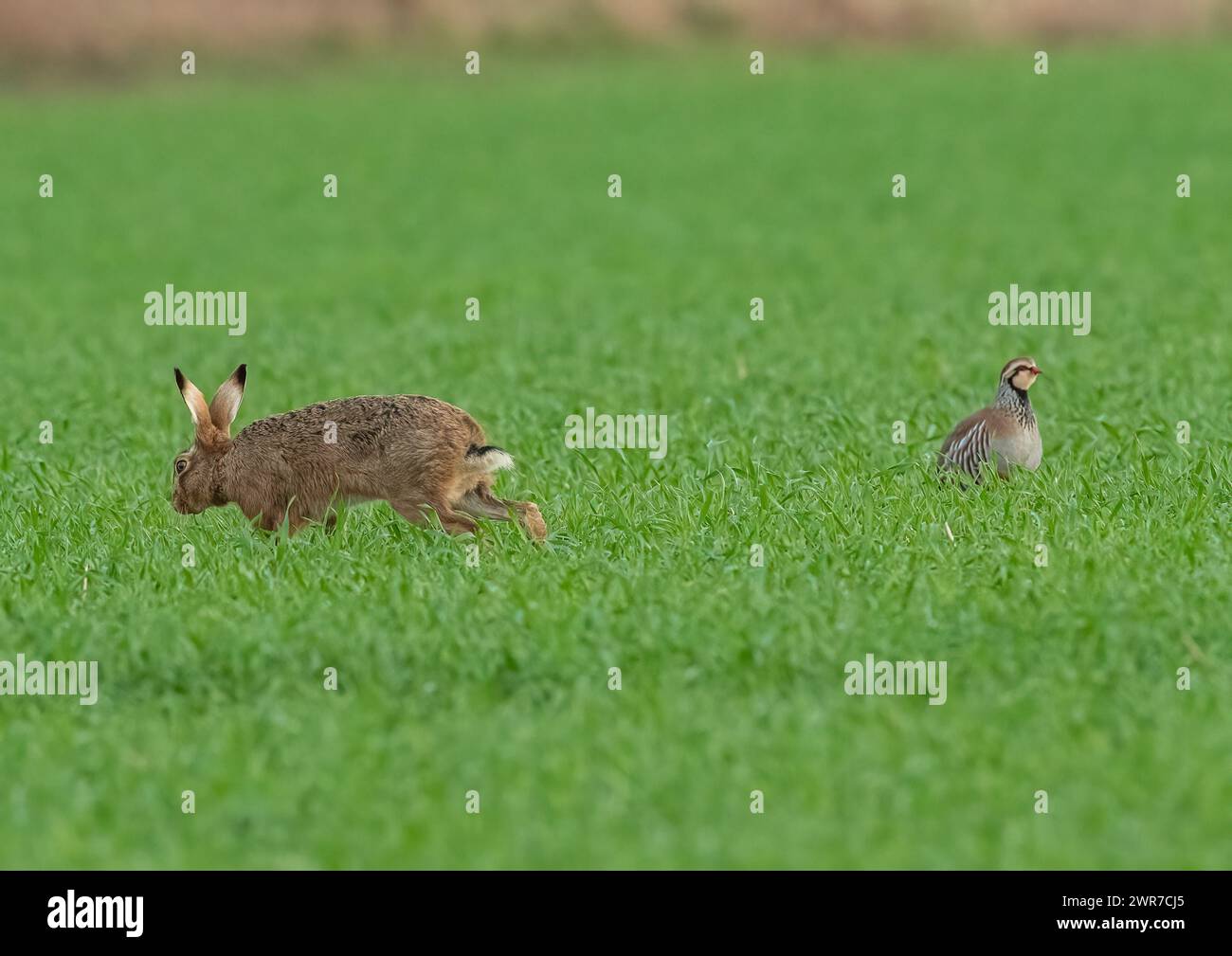 An unusual shot of a Brown Hare ( Lepus europaeus ) sitting with a Red ...