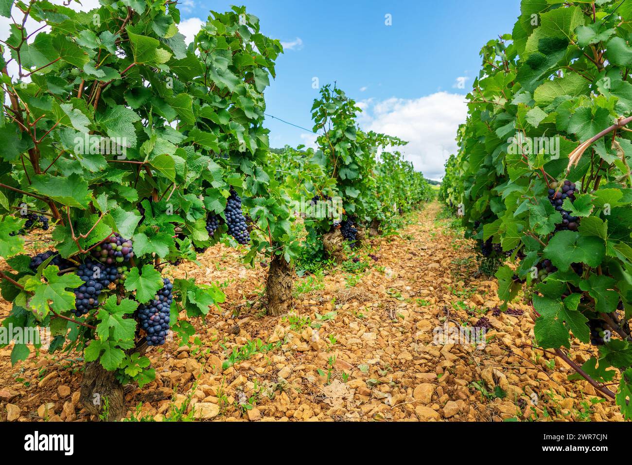 Pinot noir grapes vineyard, Aloxe Corton red wine landscape in Burgundy ...