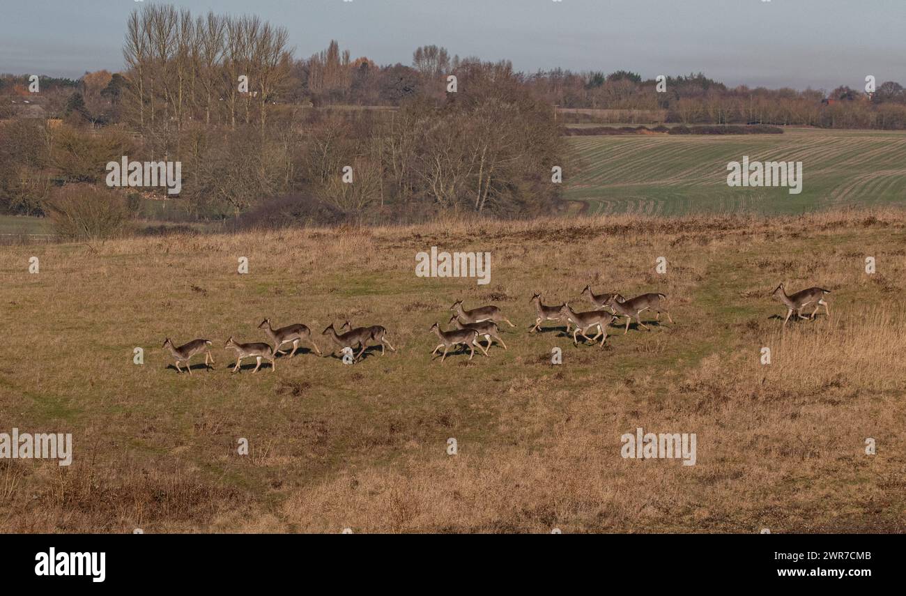 A herd of 13 Fallow Deer ( Dama dama) running across some scrubby ...