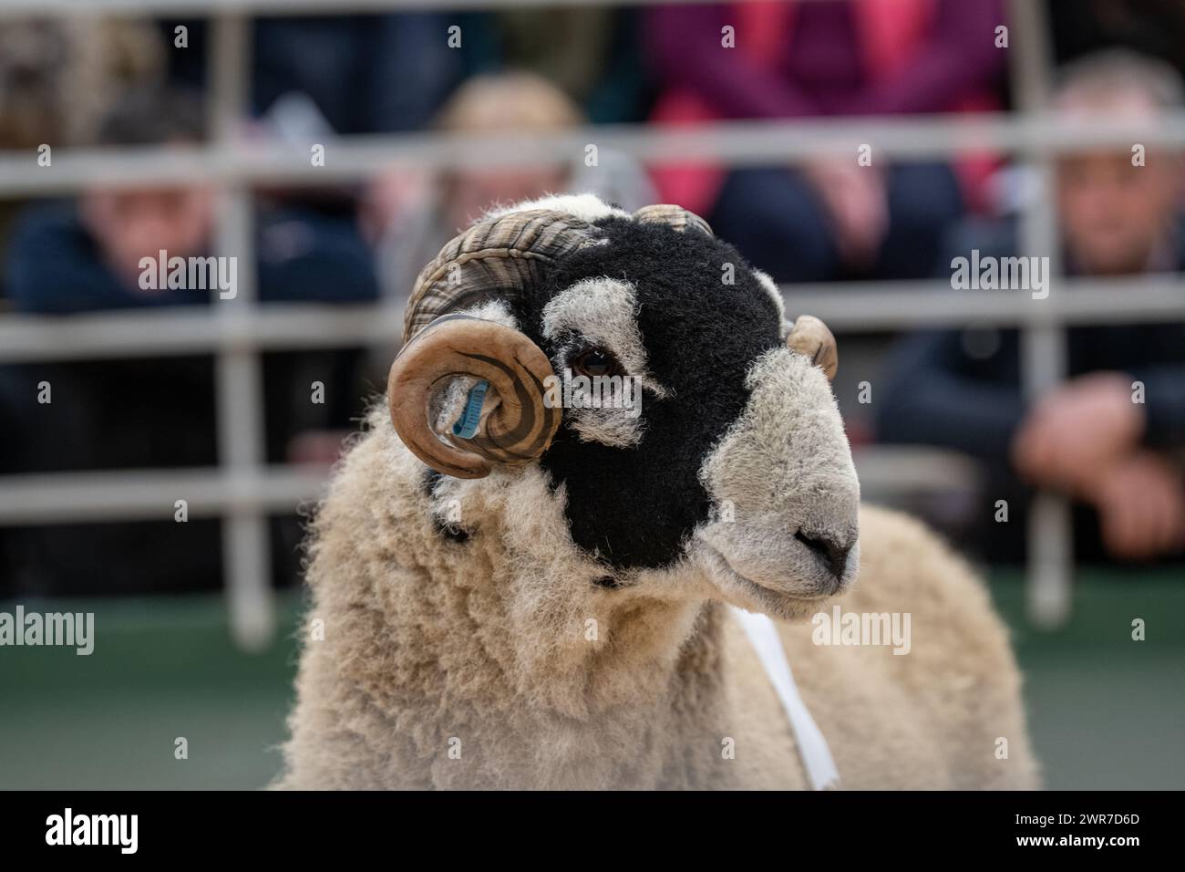 Swaledale ram sale at Hawes Auction mart, North Yorkshire. October 2024 ...