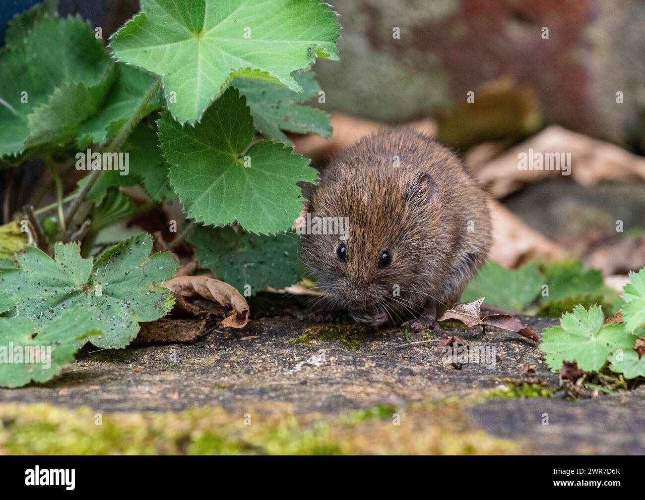 A tiny cute Bank Vole (Myodes glareolus) nibbling the plants and ...