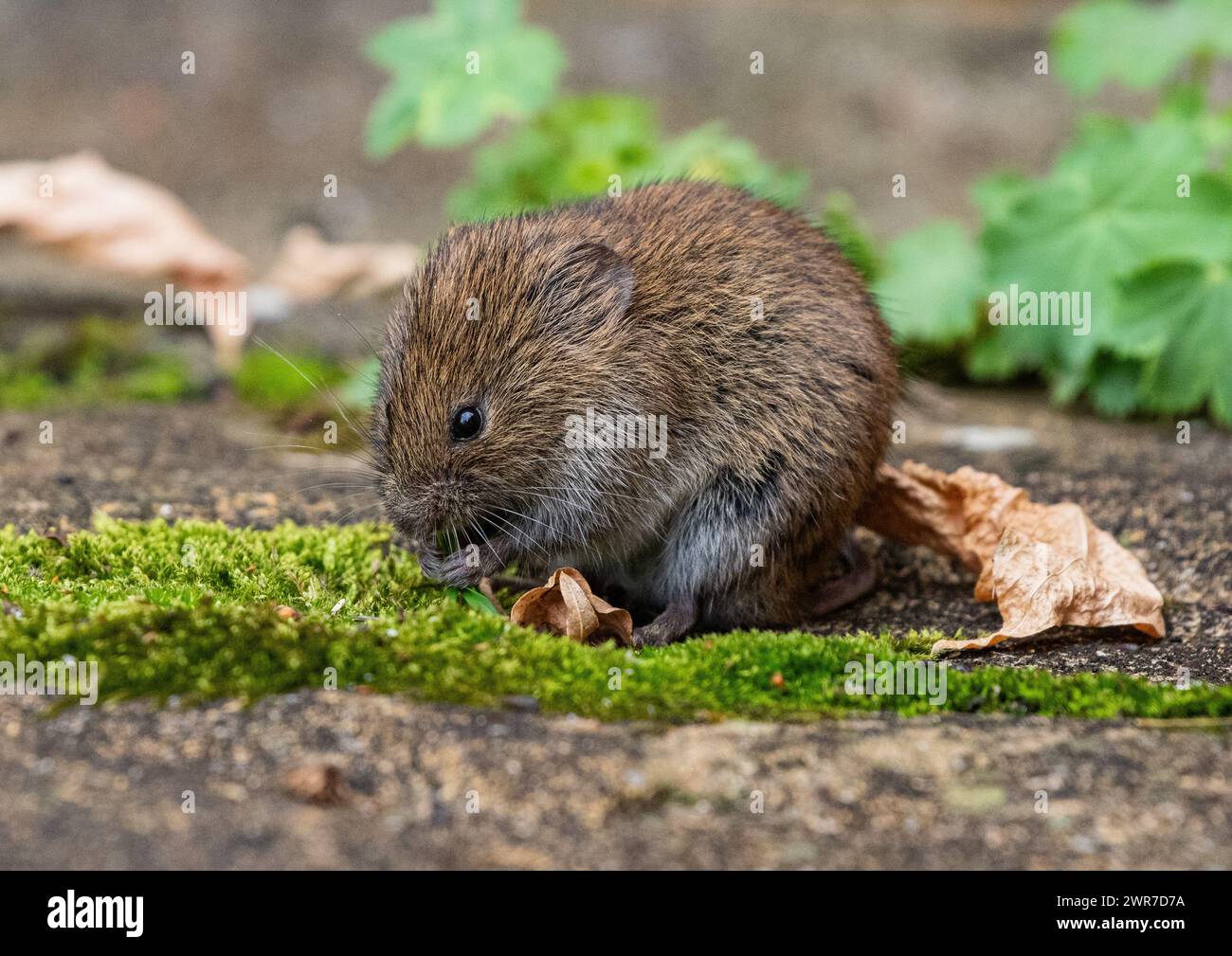 A tiny cute Bank Vole (Myodes glareolus) nibbling the plants and ...