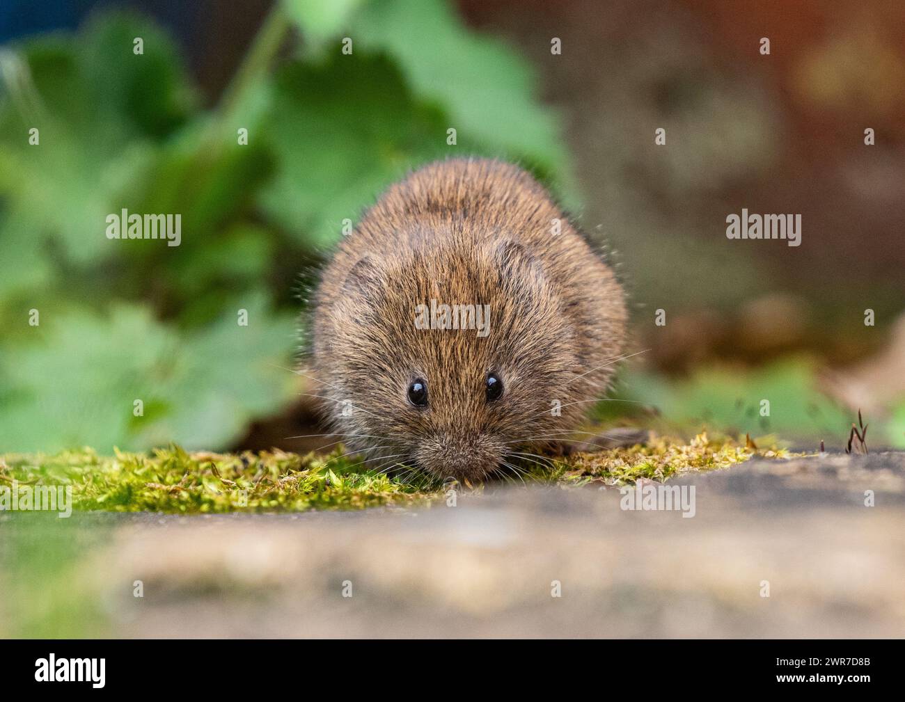 Vole mammal wildlife small tiny furry hi-res stock photography and ...
