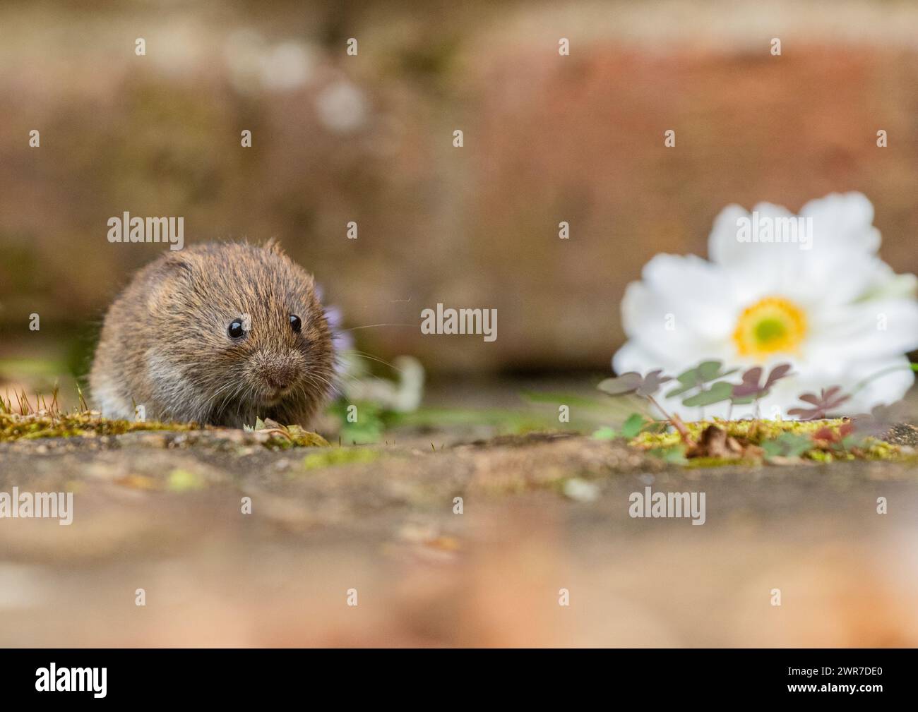 A tiny cute Bank Vole (Myodes glareolus) wandering in the plants and ...