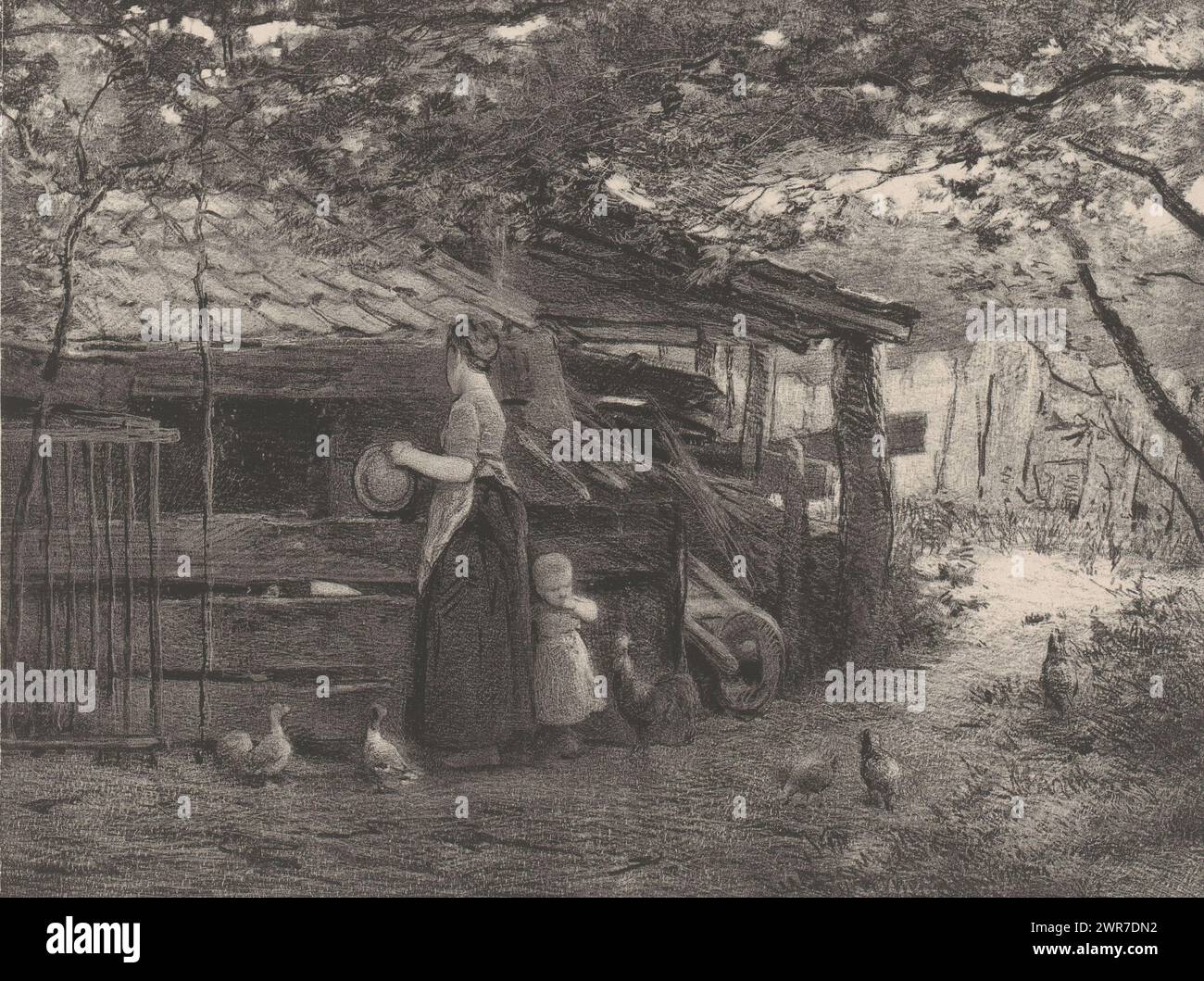 Scared rooster hi-res stock photography and images - Alamy