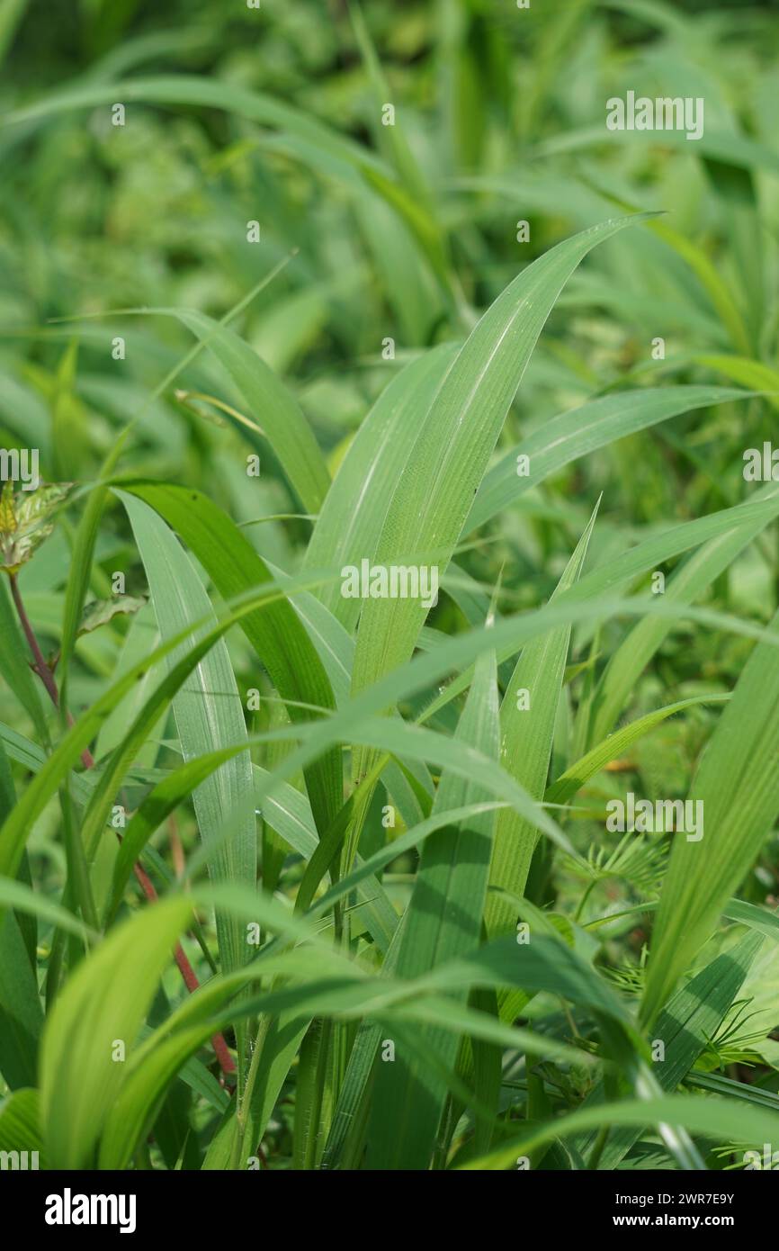 Rumput setaria hi-res stock photography and images - Alamy