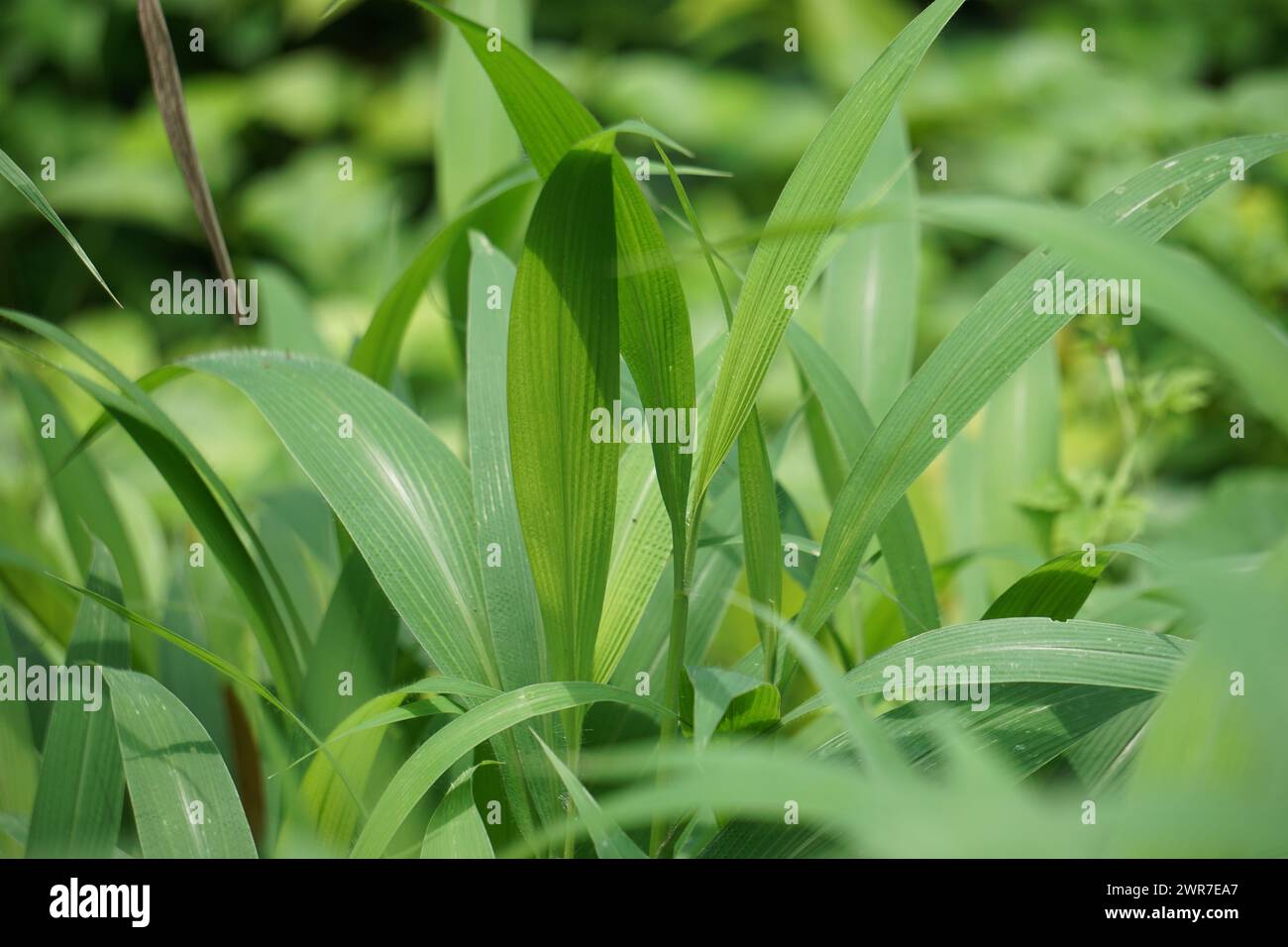 Setaria palmifolia (Rumput Setaria, Jamarak, palmgrass, highland) grass ...