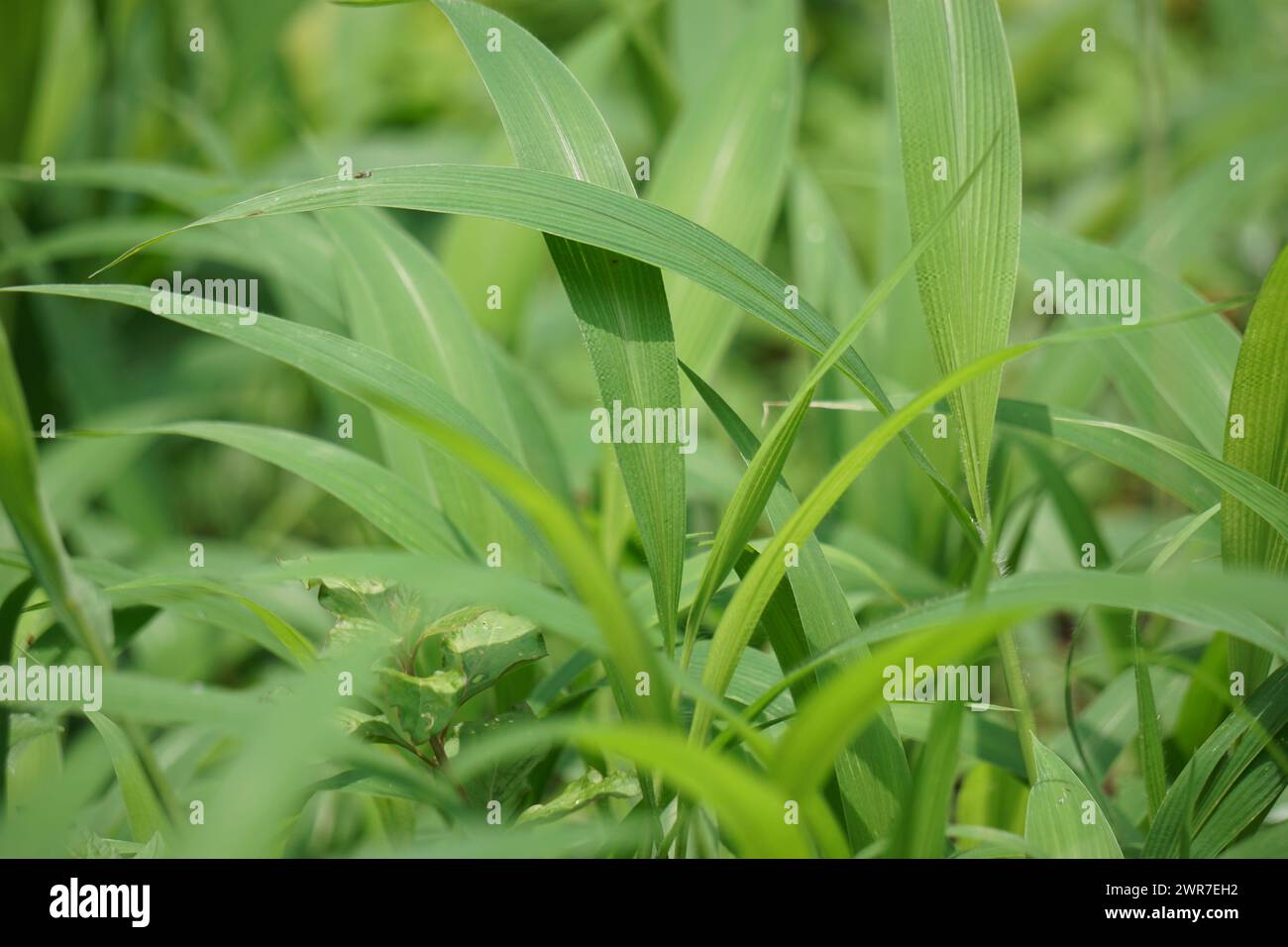 Setaria palmifolia (Rumput Setaria, Jamarak, palmgrass, highland) grass ...