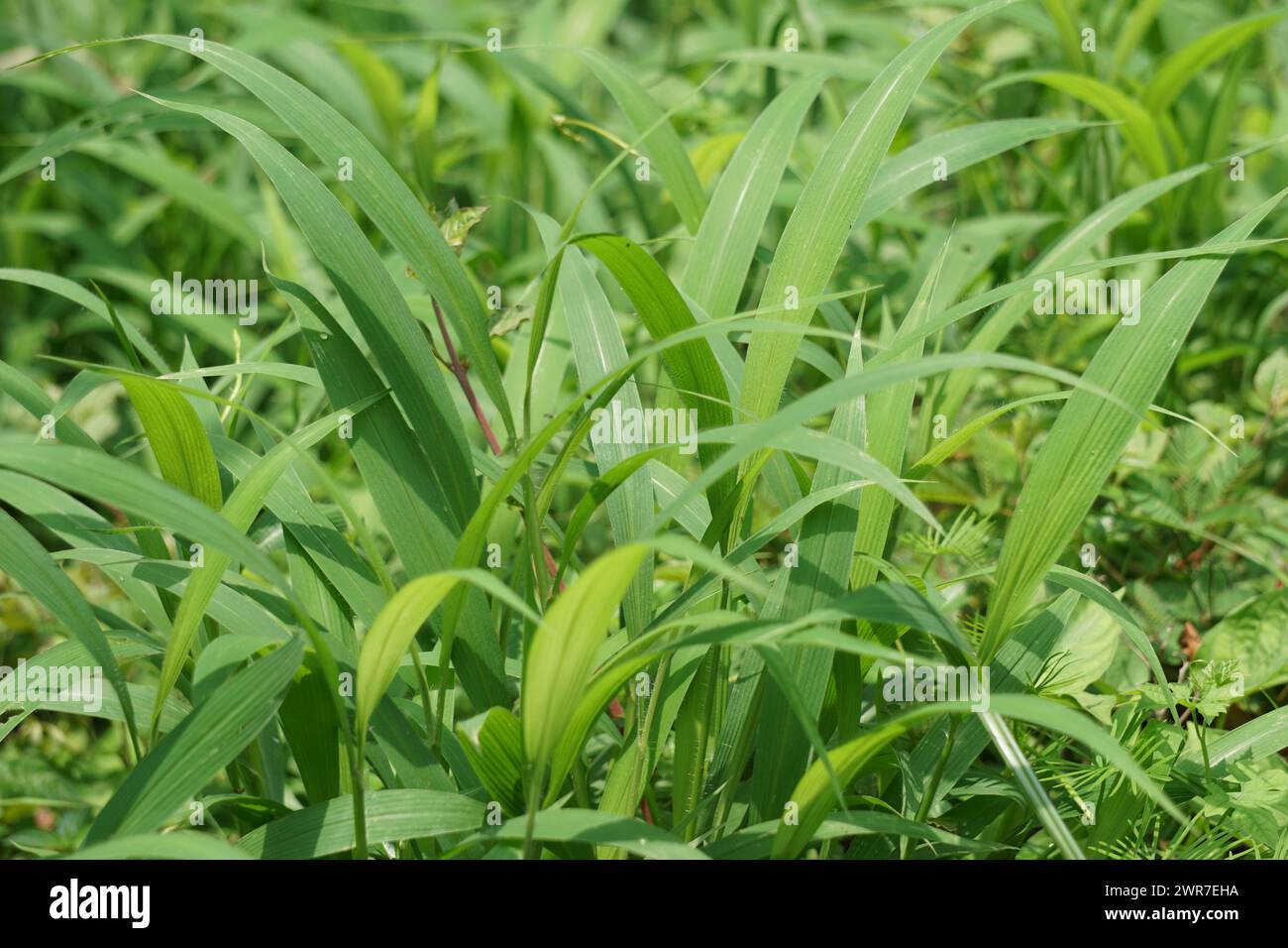 Setaria palmifolia (Rumput Setaria, Jamarak, palmgrass, highland) grass ...
