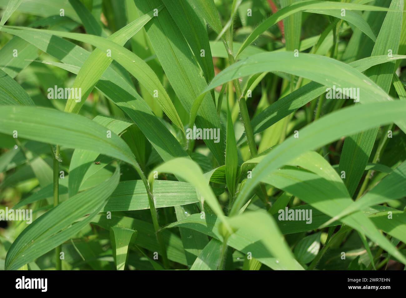 Rumput setaria hi-res stock photography and images - Alamy